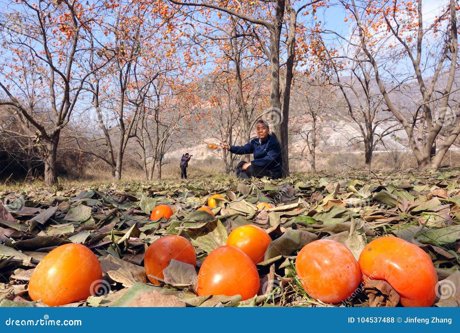 Persimmon orchard stock photo. Image of mellow, fruit - 104537488