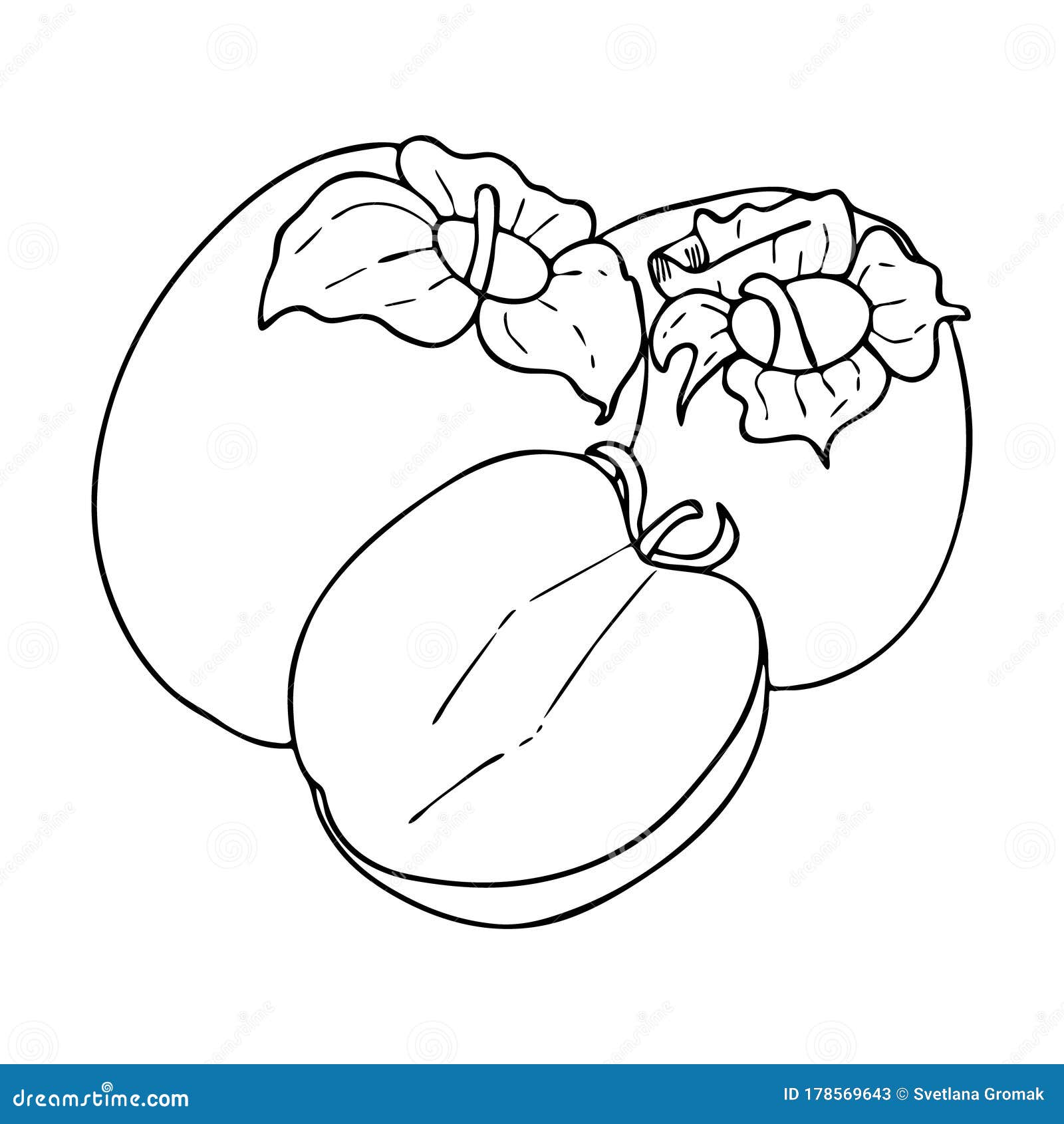 Persimmon Outline Icon. Simple Linear Element Illustration. Isolated ...