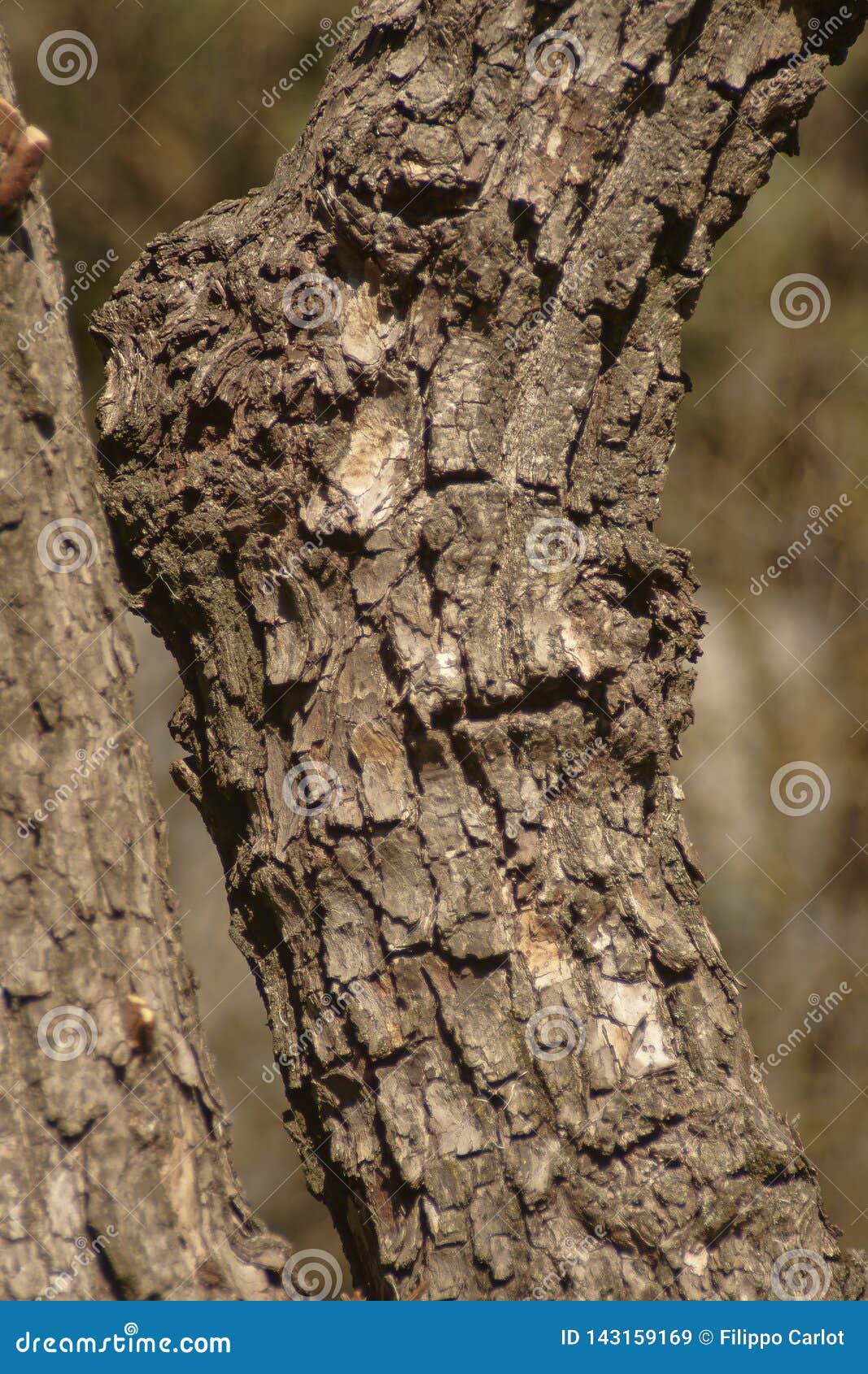 Persimmon Plant Bark stock image. Image of pattern, bark - 143159169