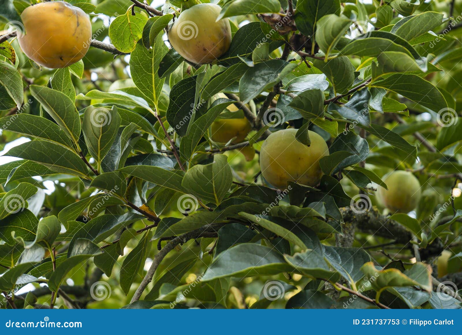 Persimmon on the Plant in the Ripening Stage Stock Image - Image of ...