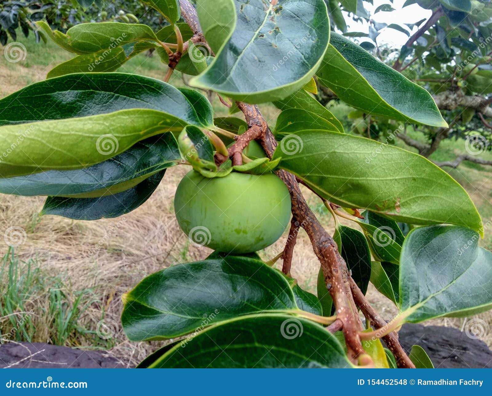A Persimmon on the Side Face Stock Photo - Image of side, face: 154452548