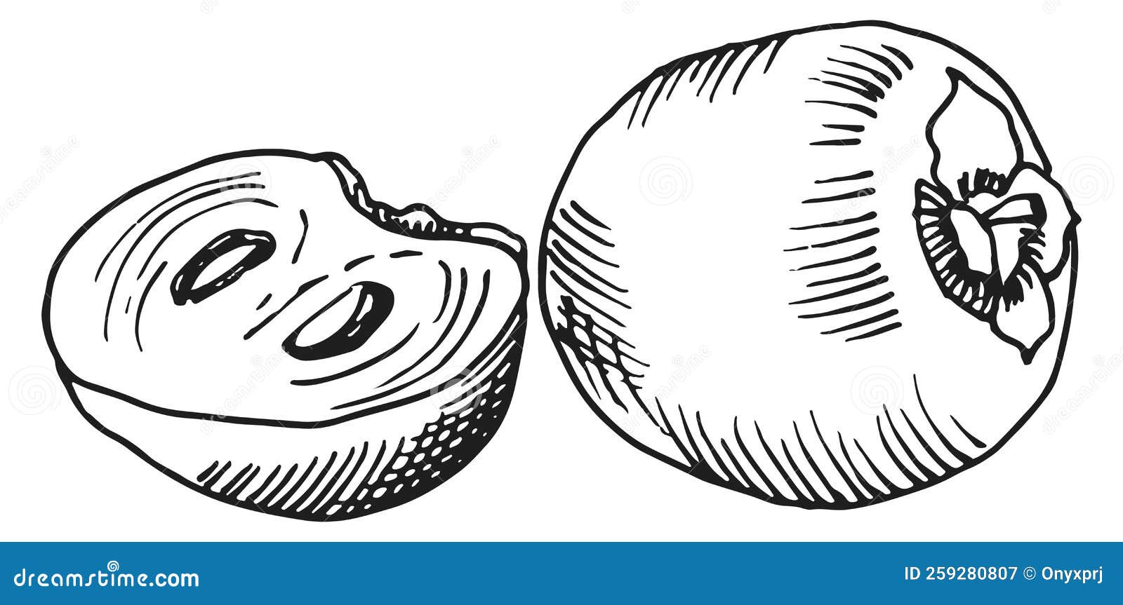 Persimmon Sketch. Whole Fruit and Half Cut Drawing Stock Vector ...