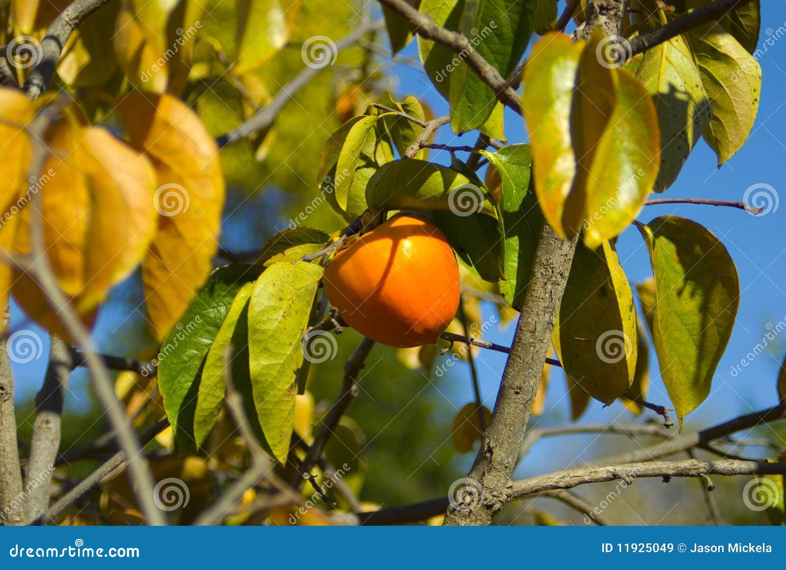Persimmon on the tree stock image. Image of persimmon - 11925049