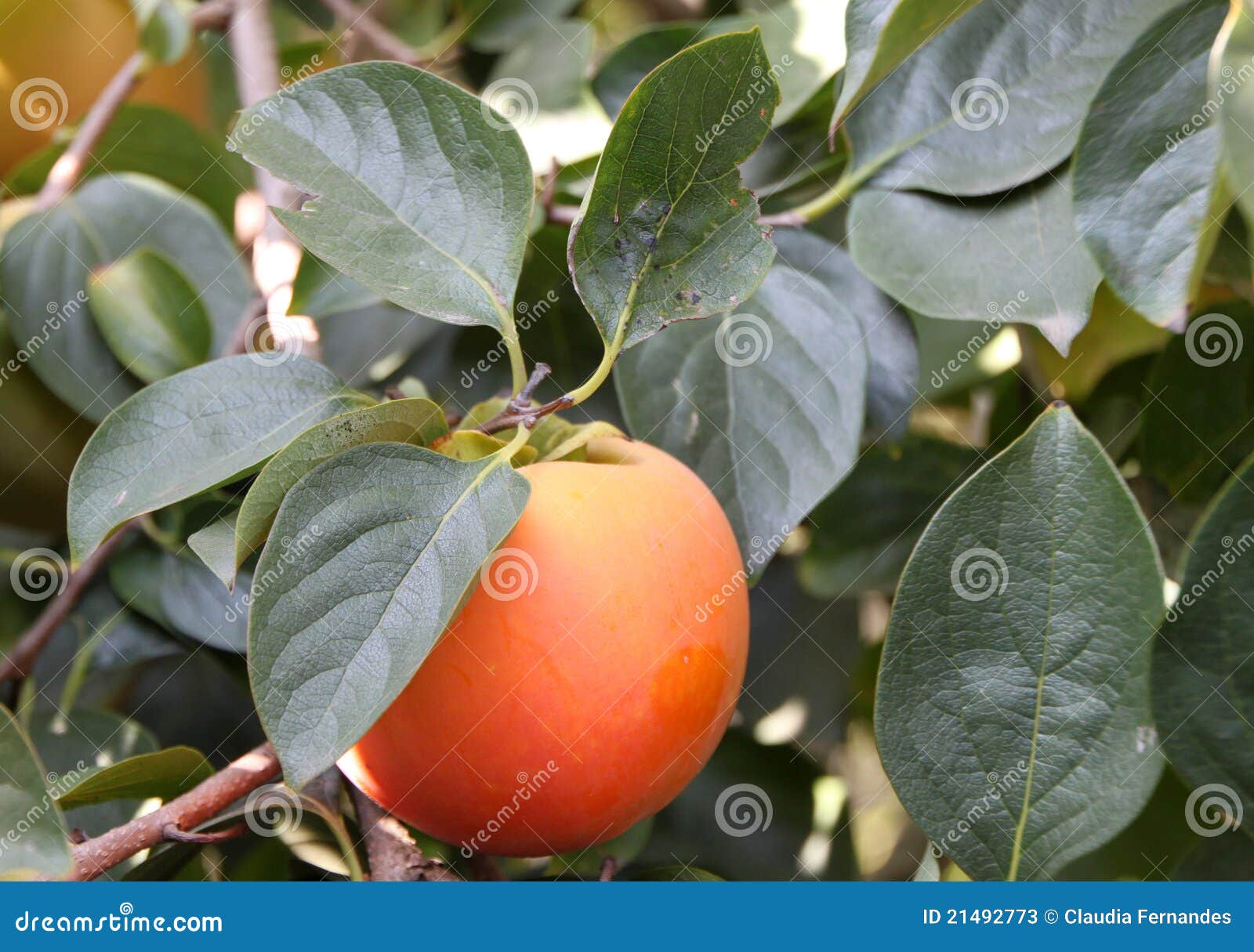 Persimmon tree stock image. Image of fruit, plant, agriculture - 21492773