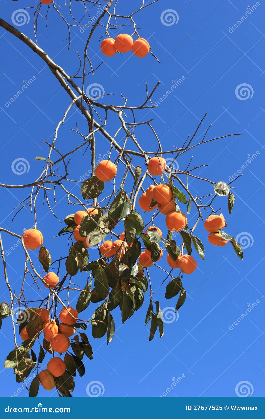 A persimmon tree stock image. Image of season, autumn - 27677525