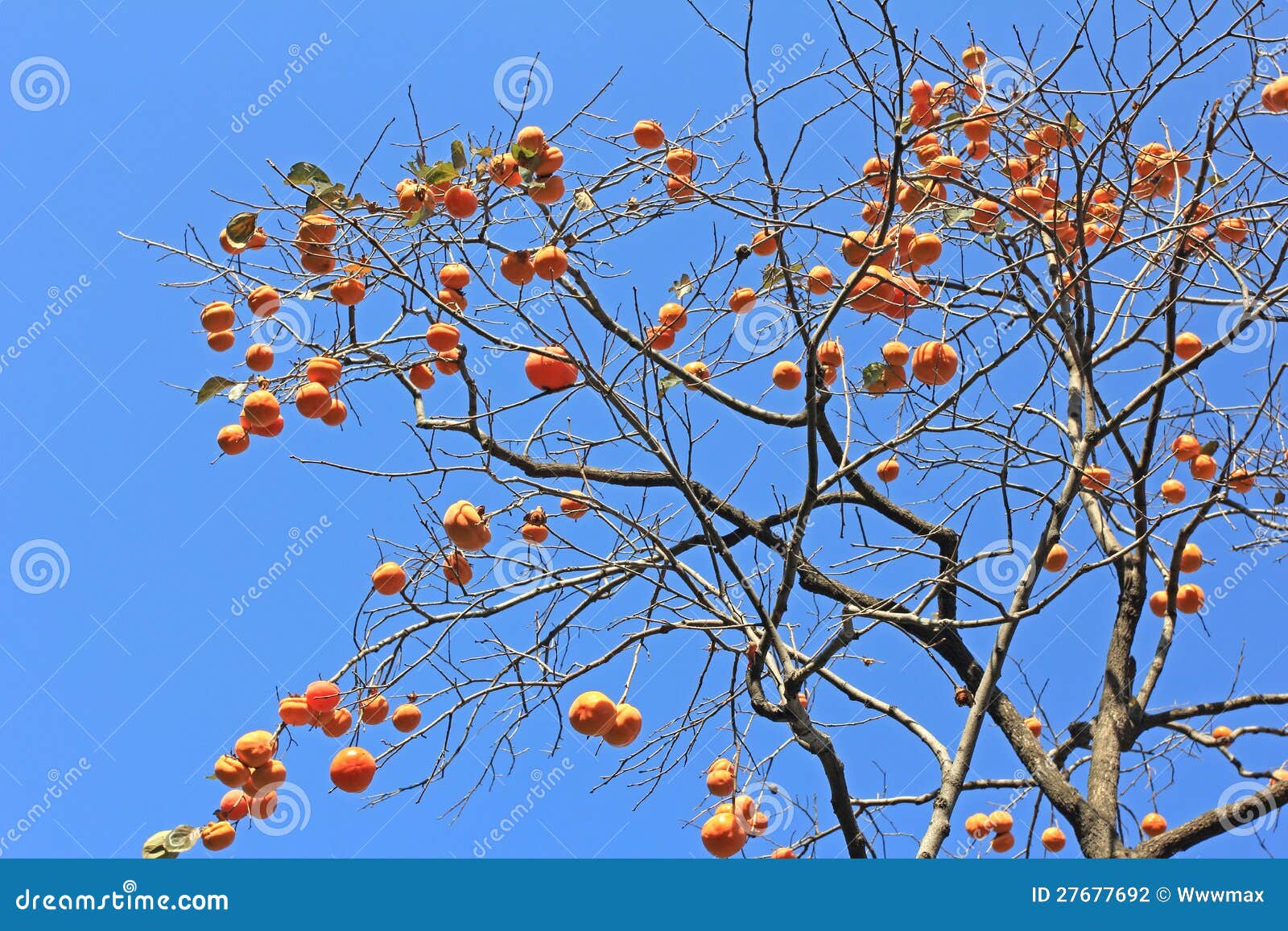 A persimmon tree stock photo. Image of leaves, ripe, tree - 27677692