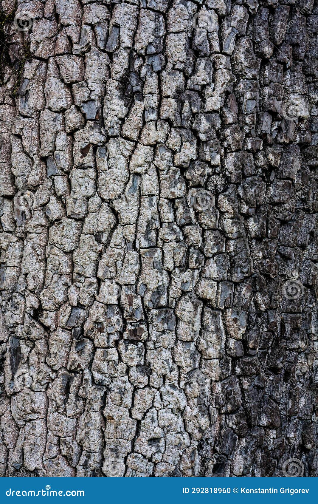 Persimmon Tree Bark Textured Background. Nature Wooden Rough Surface ...
