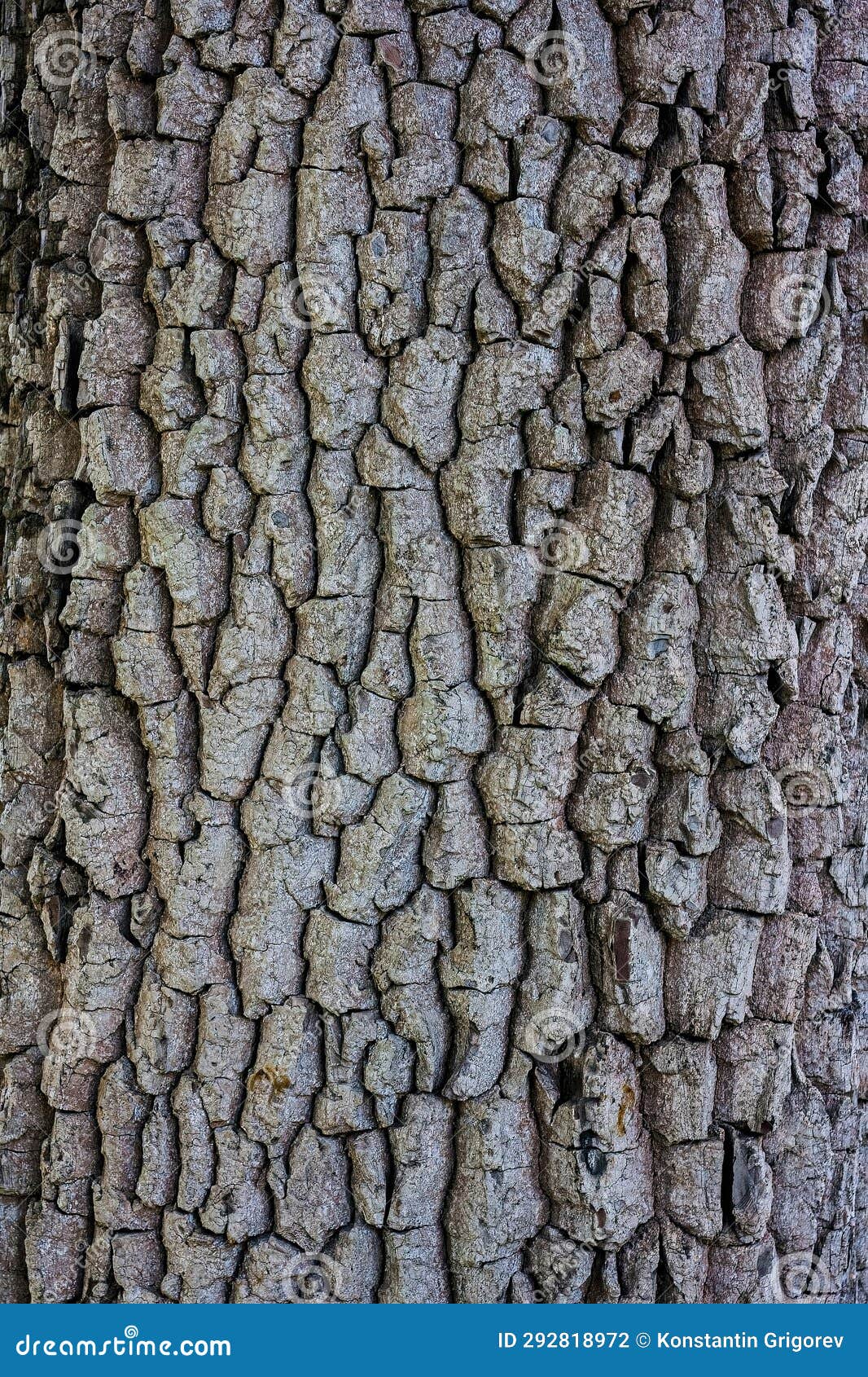Persimmon Tree Bark Textured Background. Nature Wooden Rough Surface ...