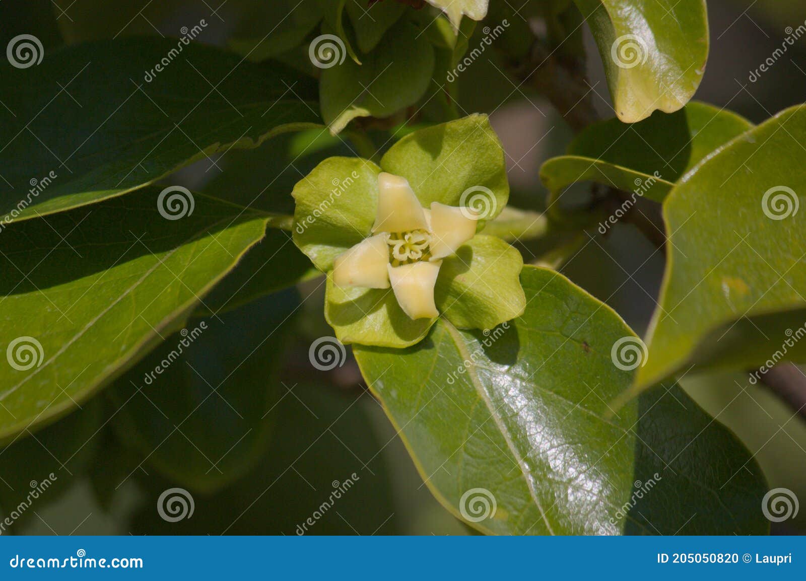 Persimmon Tree Blossom in Spring Stock Photo - Image of fruits ...