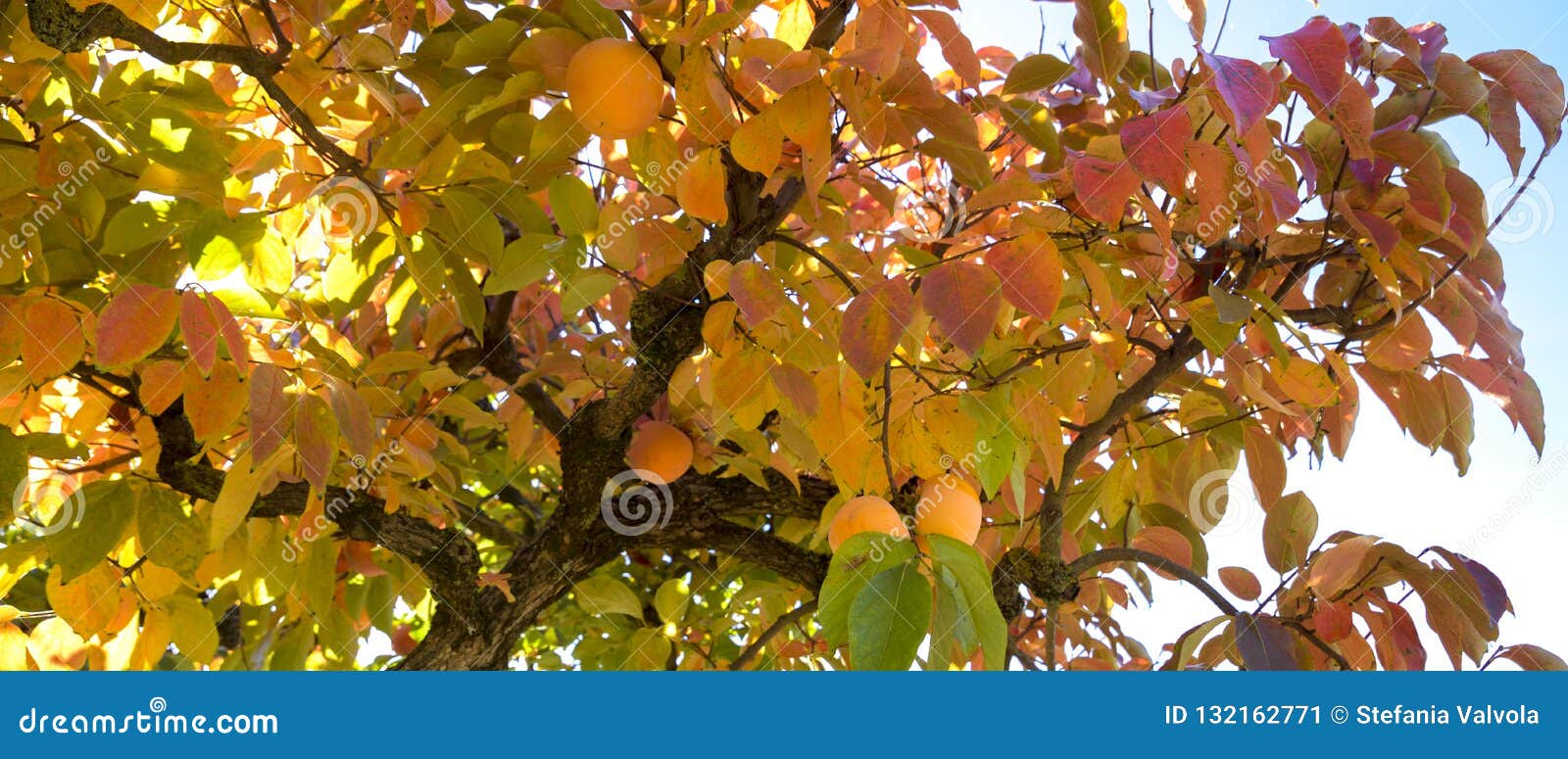 Persimmon Tree Branch with Ripe Fruits in Autumn Stock Image - Image of ...