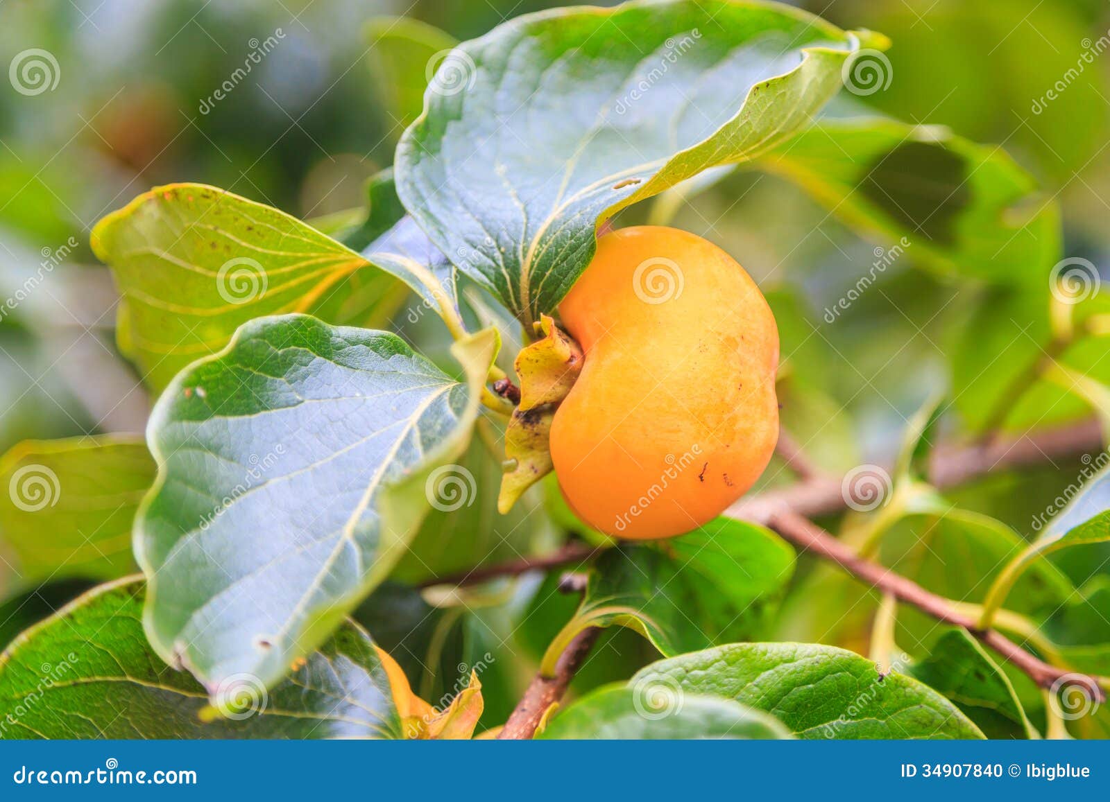 Persimmon on tree stock photo. Image of ingredient, japanese - 34907840