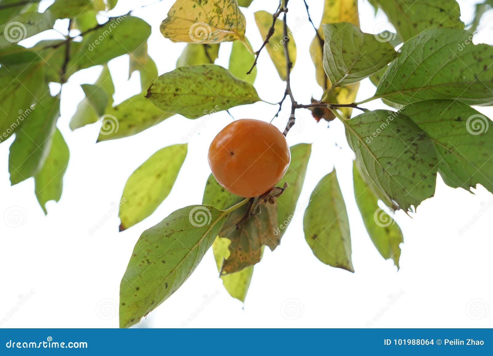 Persimmon tree in fall stock photo. Image of branch - 101988064