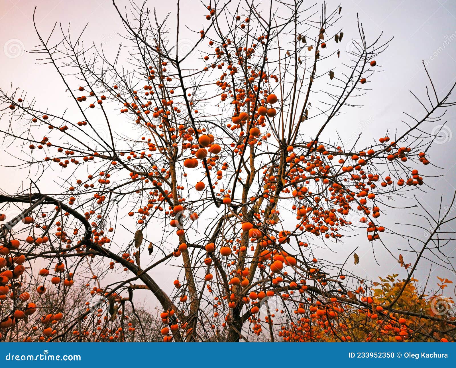 Persimmon Tree with Fallen Leaves with Lots of Persimmons in Autumn ...