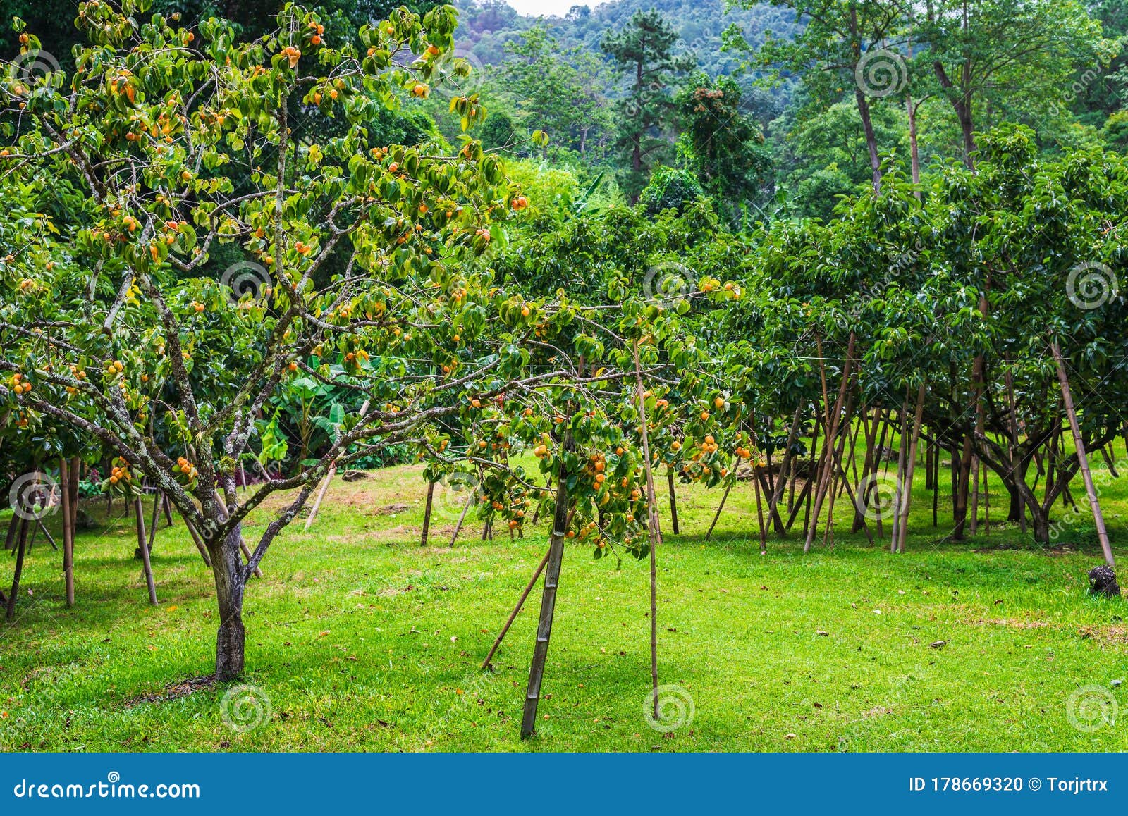 Persimmon Tree in Persimmon Farm Ready for Harvest Stock Photo - Image ...