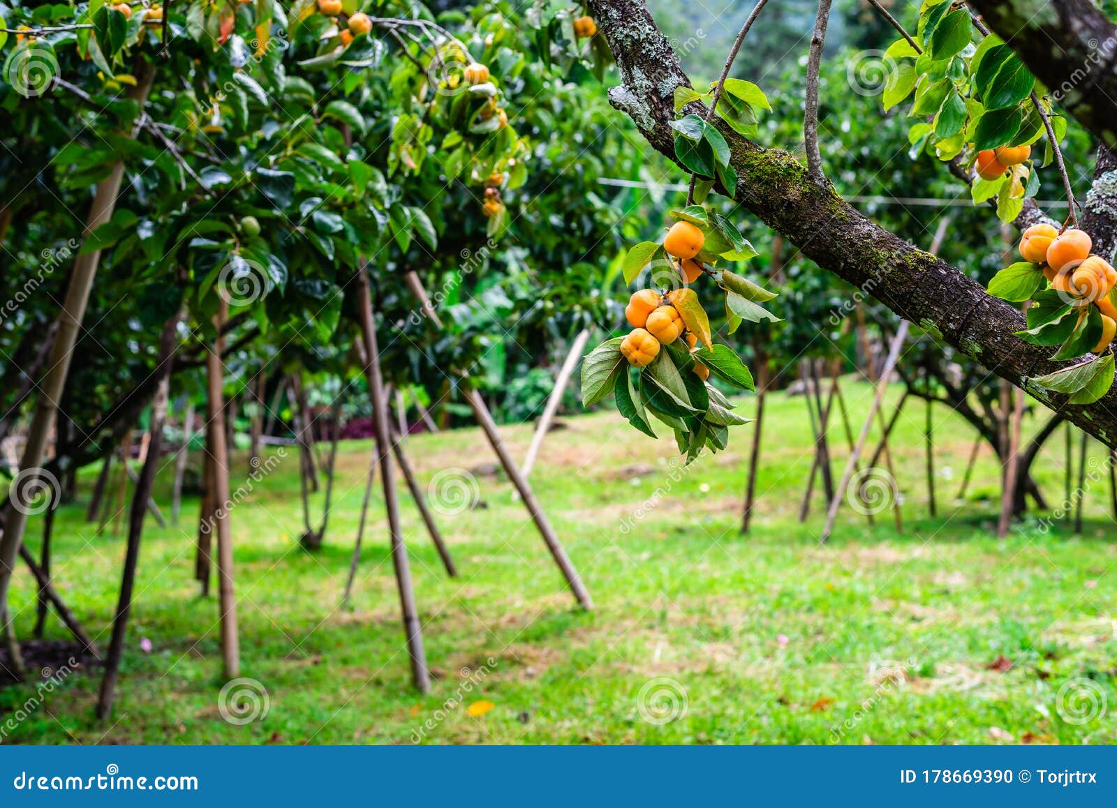 Persimmon Tree in Persimmon Farm Ready for Harvest Stock Photo - Image ...