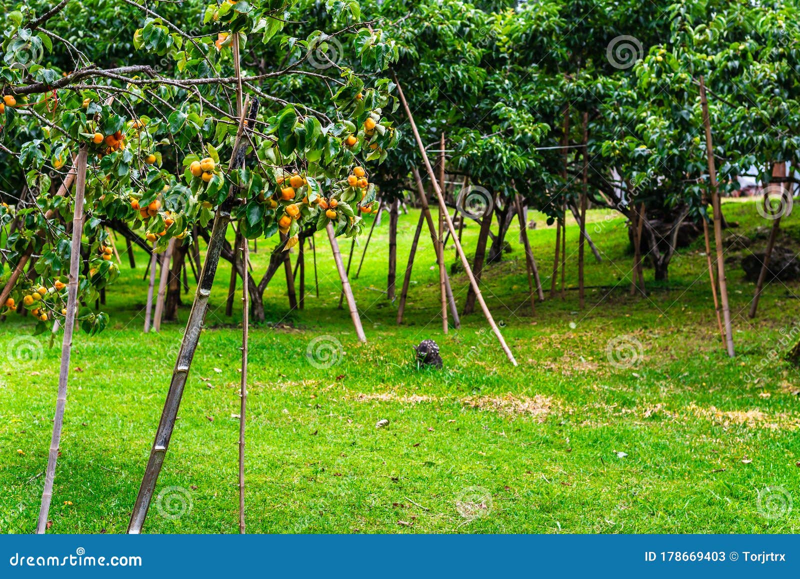 Persimmon Tree in Persimmon Farm Ready for Harvest Stock Image - Image ...