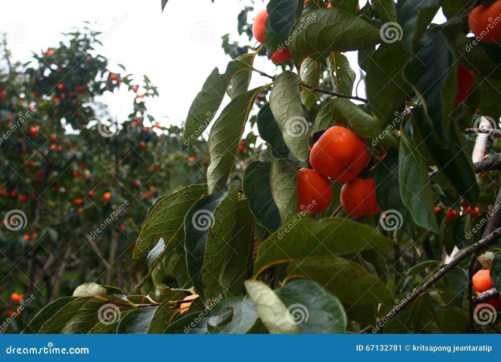 Persimmon tree stock image. Image of farm, tree, sweet - 67132781