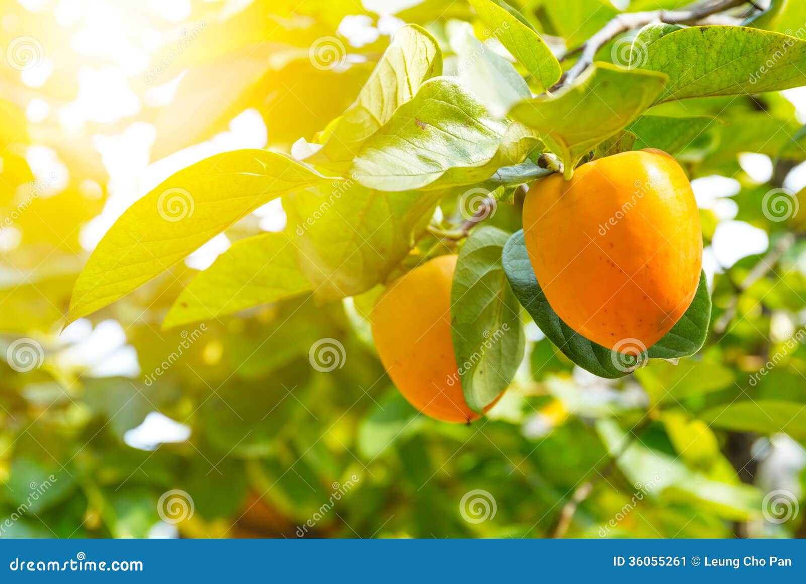 Persimmon tree with fruit stock image. Image of provitamin - 36055261