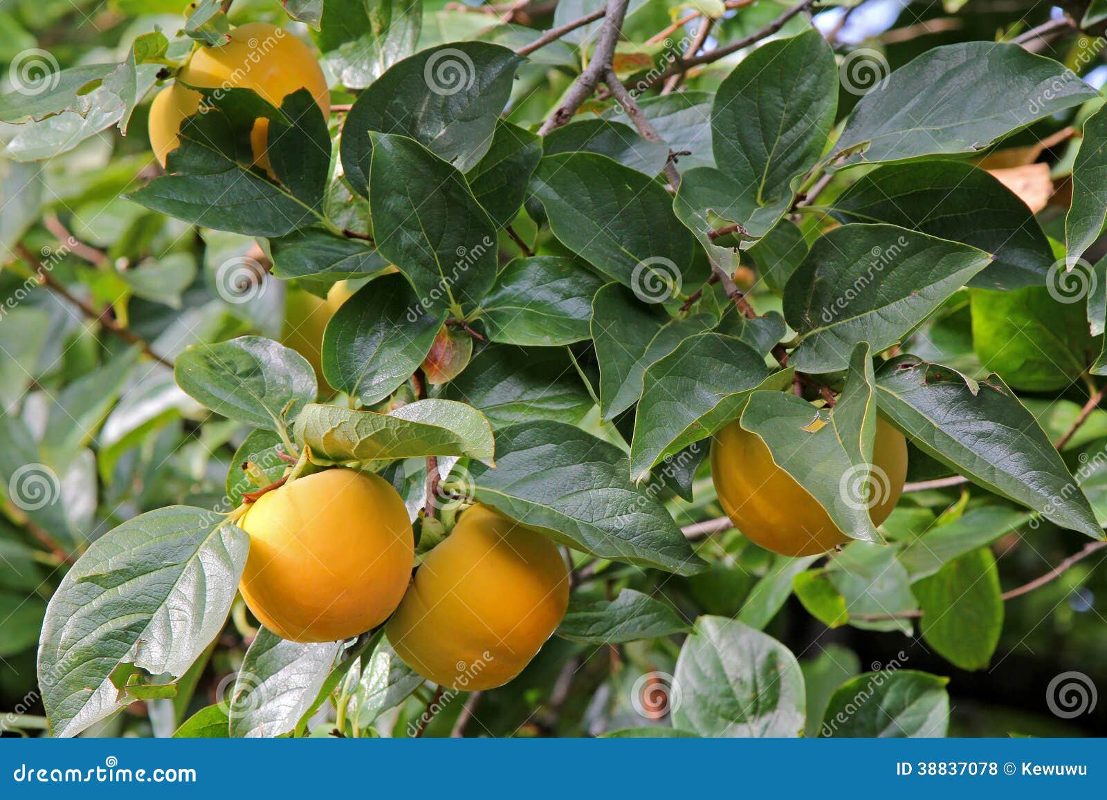 Persimmon tree with fruit stock photo. Image of nature - 38837078