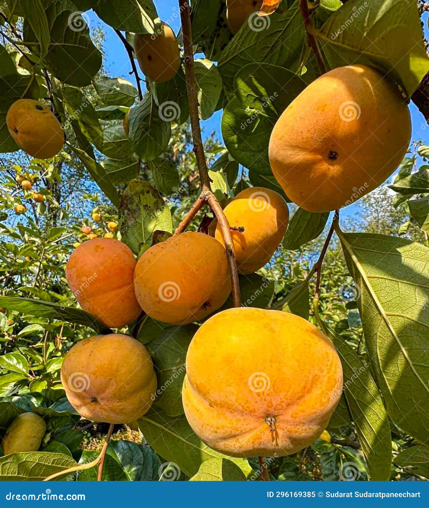 Persimmon Persimmon Tree Fruit Sweet Crisp Yellow Stock Image - Image ...