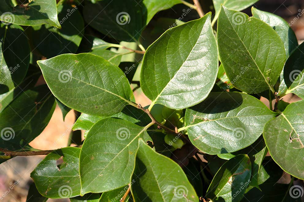 Persimmon tree leaves stock image. Image of rural, texture - 43220759