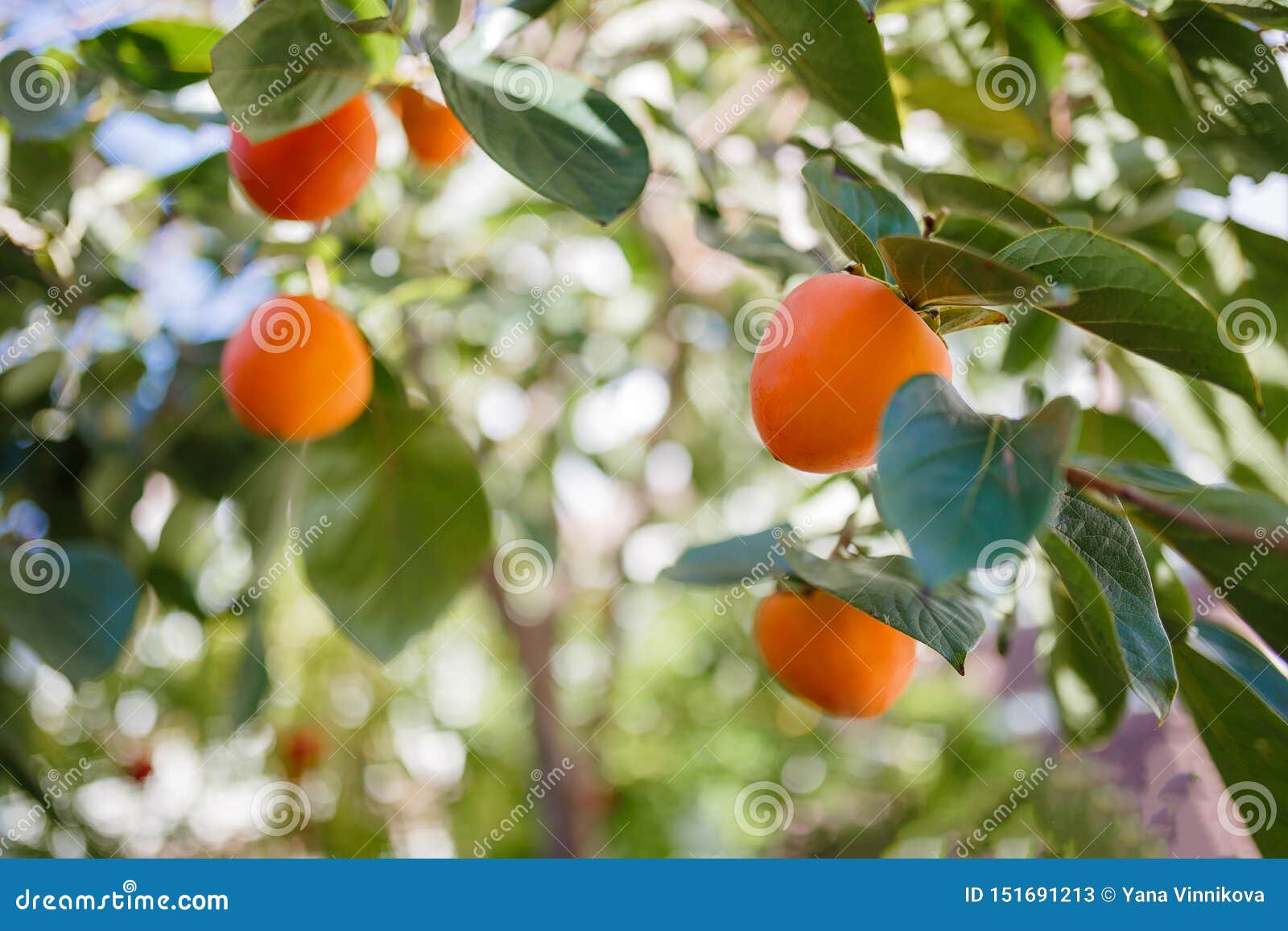 Persimmon Tree with Many Persimmons in Autumn Stock Image - Image of ... Persimmon Tree with Many Persimmons in Autumn Stock Image - Image of ...