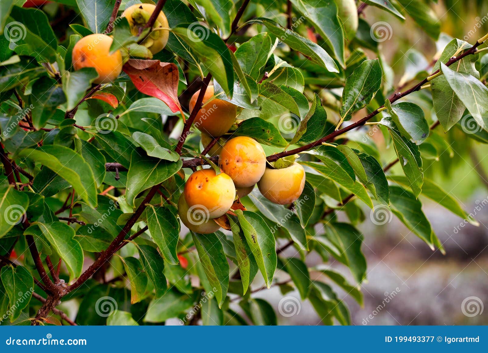 Persimmon Tree with Many Persimmons in Autumn Stock Image - Image of ... Persimmon Tree with Many Persimmons in Autumn Stock Image - Image of ...