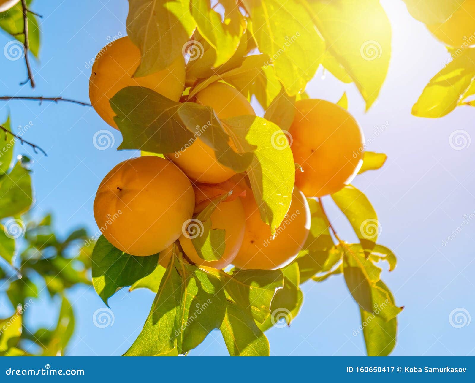 Persimmon Tree with Many Ripe Persimmons in Autumn Stock Image - Image ... Persimmon Tree with Many Ripe Persimmons in Autumn Stock Image - Image ...