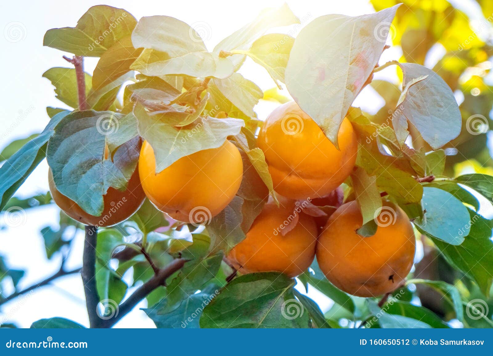 Persimmon Tree with Many Ripe Persimmons in Autumn Stock Photo - Image ...