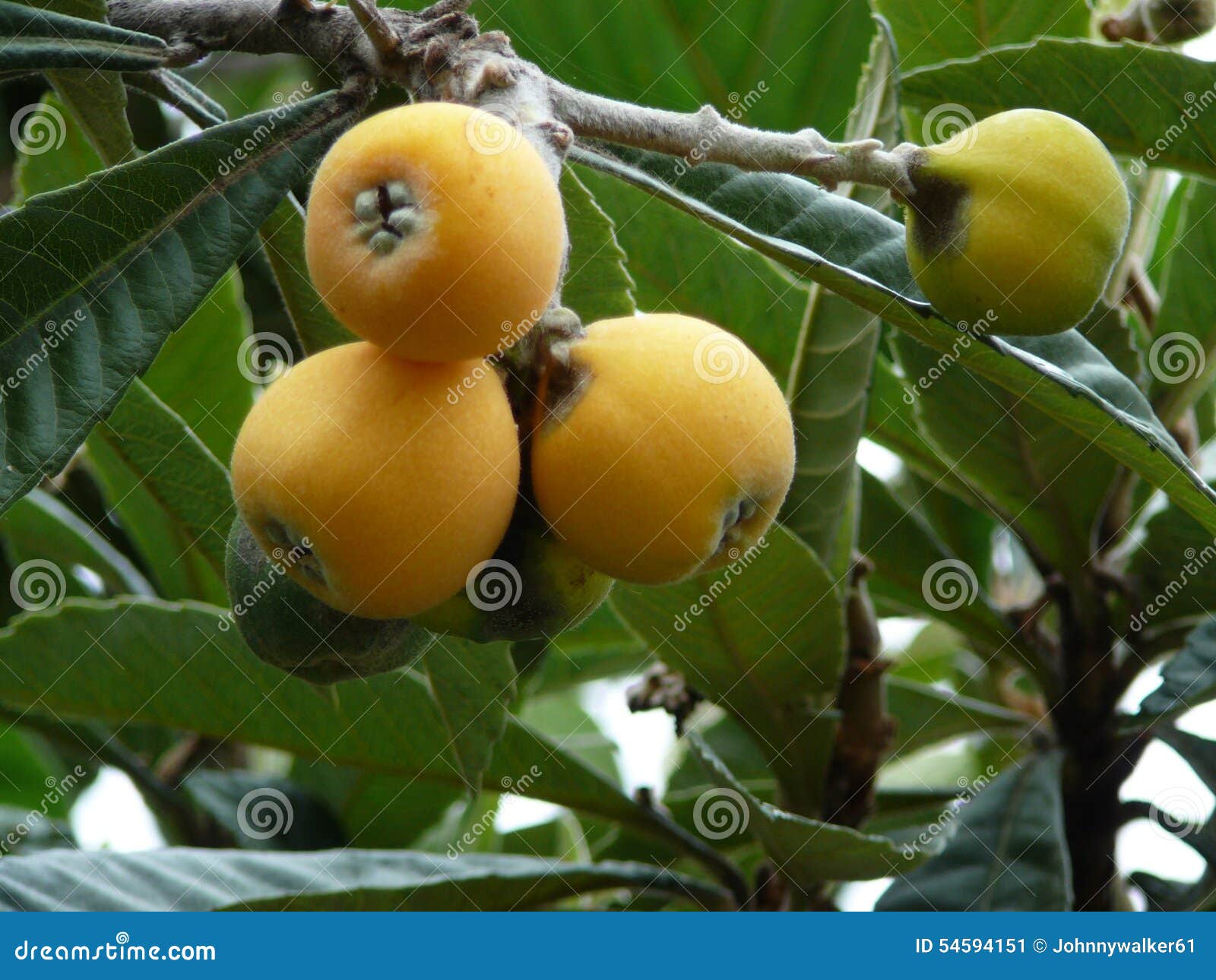 Nispero on a tree stock image. Image of nispero, branches - 54594151