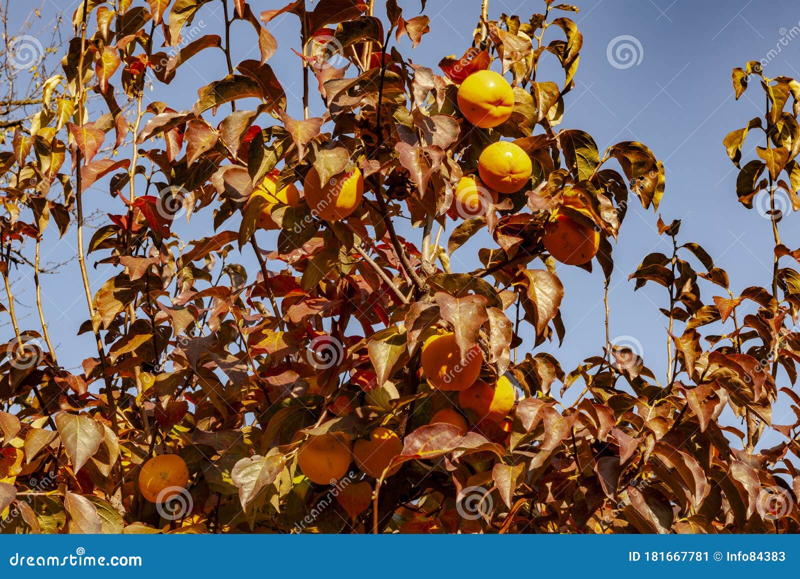 Persimmon Tree with Ripe Fruit Stock Image - Image of harvest ...