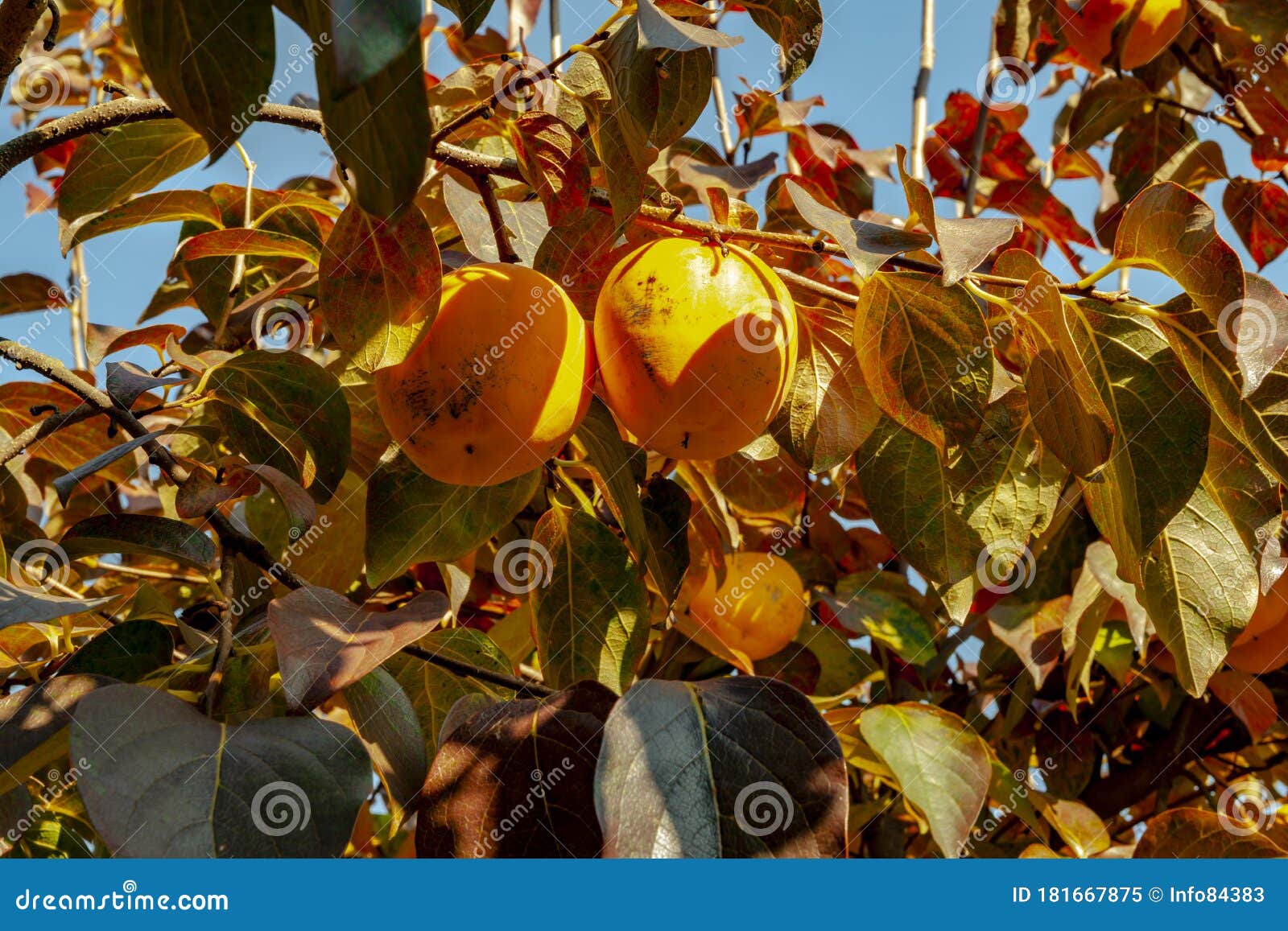 Persimmon Tree with Ripe Fruit Stock Image - Image of leaf, ingredient ...