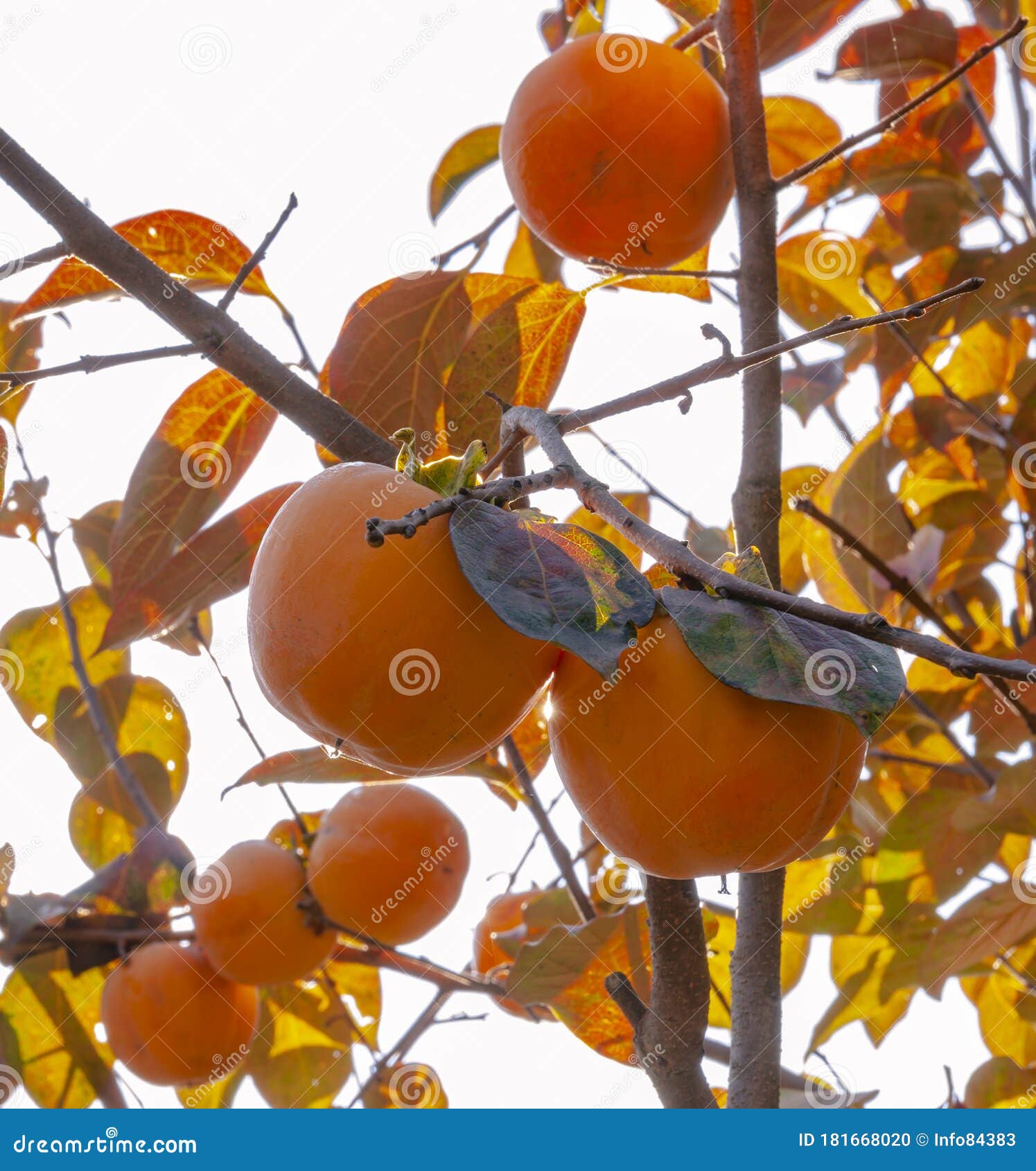 Persimmon Tree with Ripe Fruit Stock Photo - Image of agriculture ...