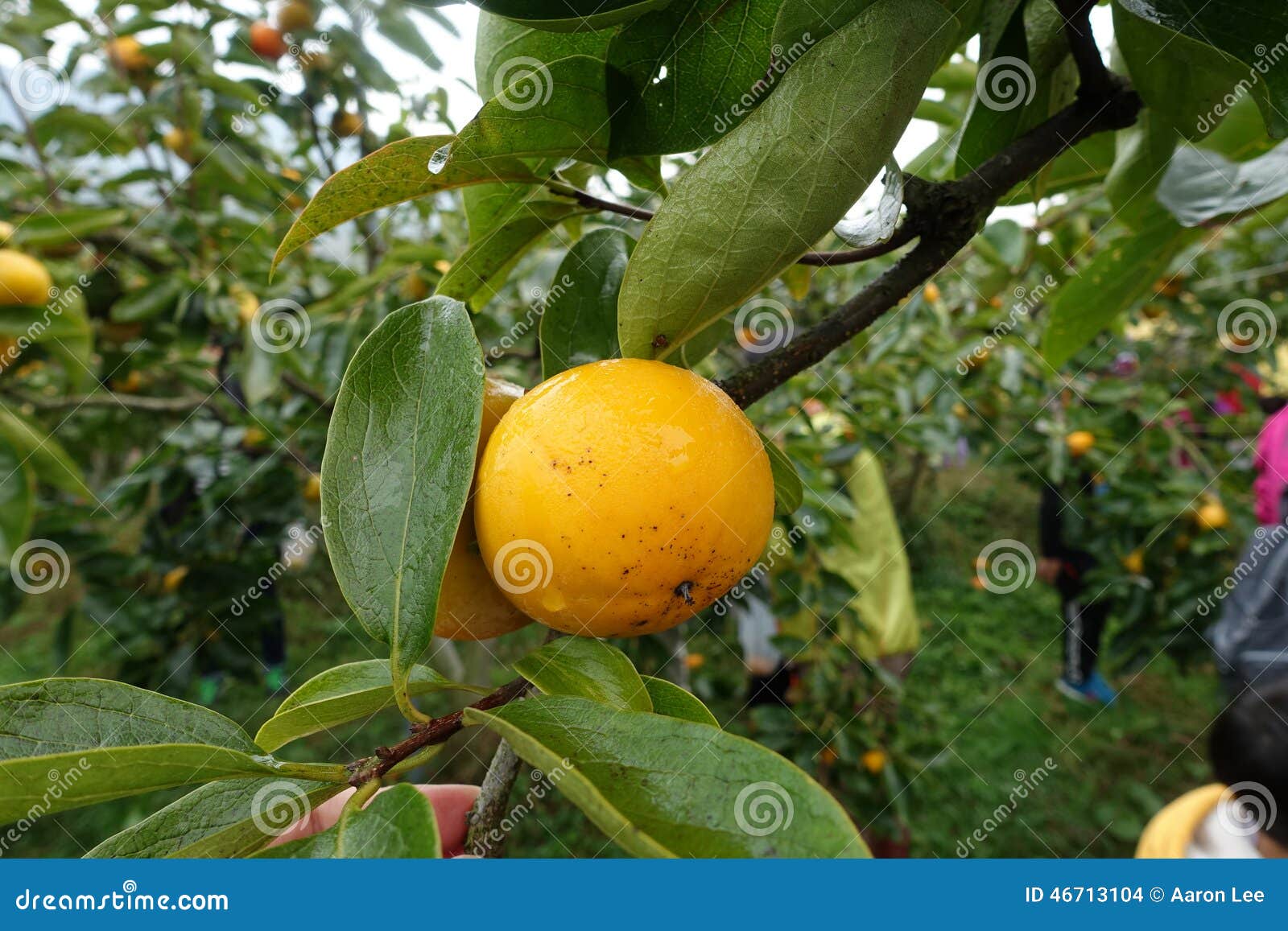 Persimmon tree stock photo. Image of nature, korea, persimmon - 46713104
