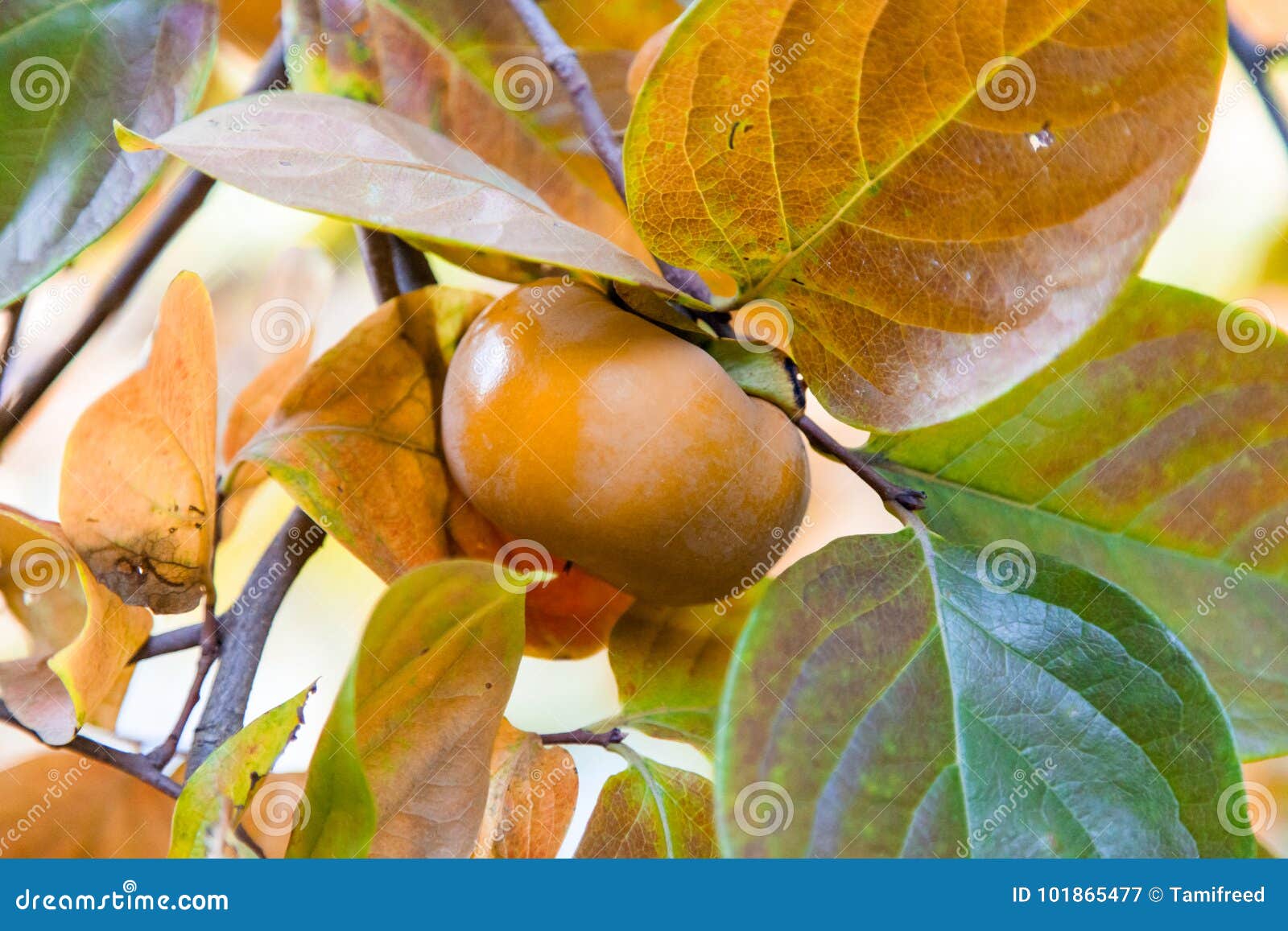 Persimmon on a Tree stock image. Image of nature, natural - 101865477