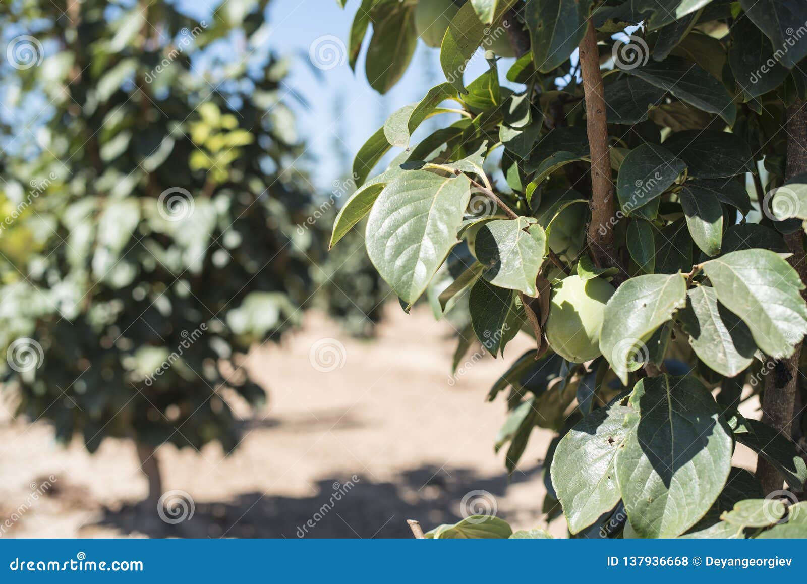 Persimmon stock photo. Image of zealand, natural, green - 137936668