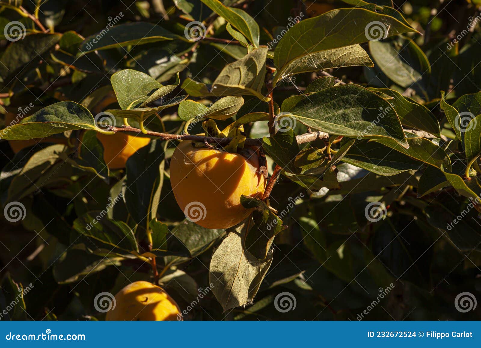 Persimmon Trees with Persimmons on Tree Branches Stock Photo - Image of ...