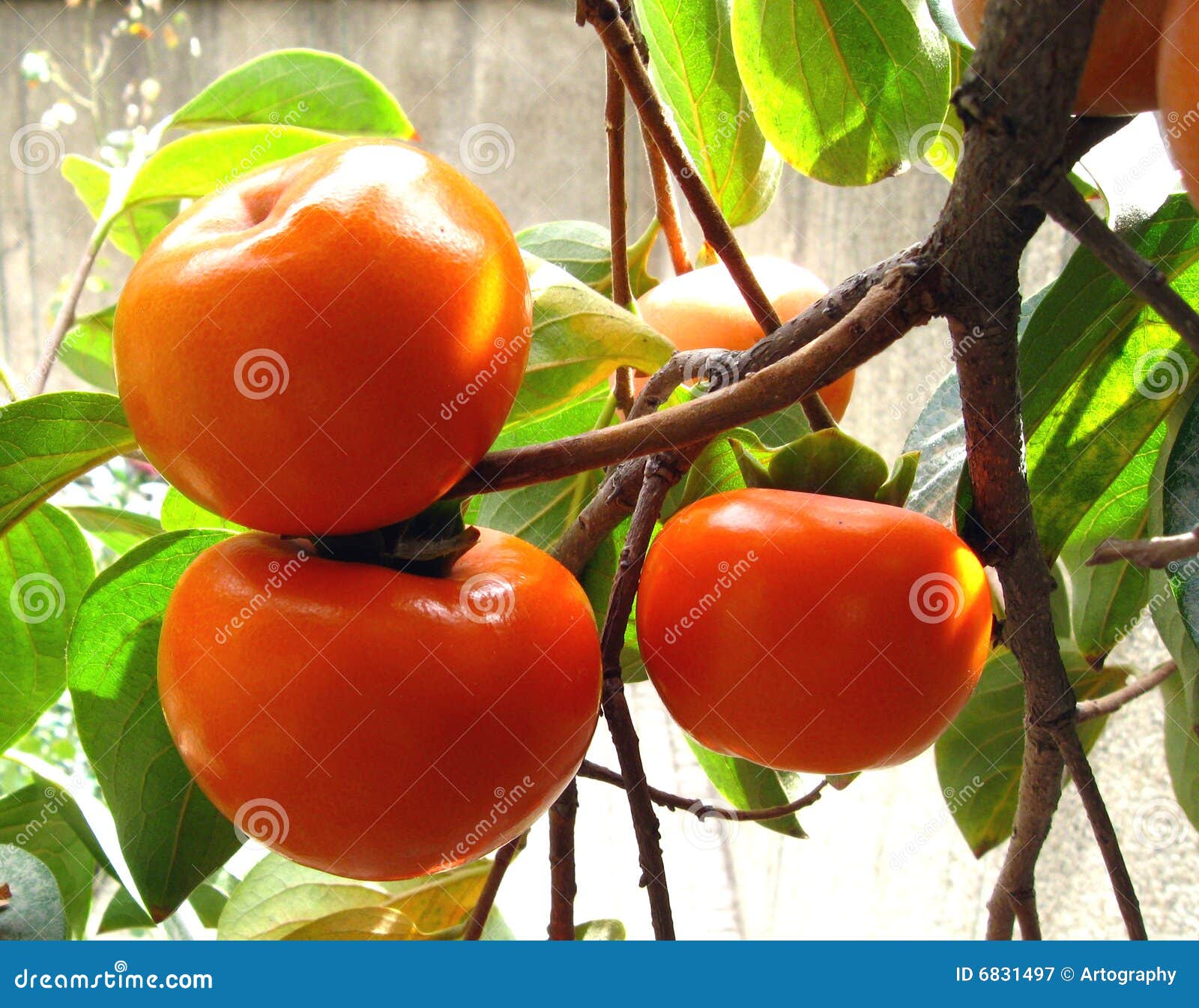 Persimmons stock image. Image of colour, branch, freshness - 6831497