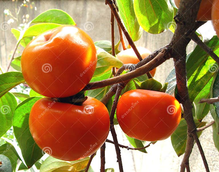 Persimmons stock image. Image of colour, branch, freshness - 6831497