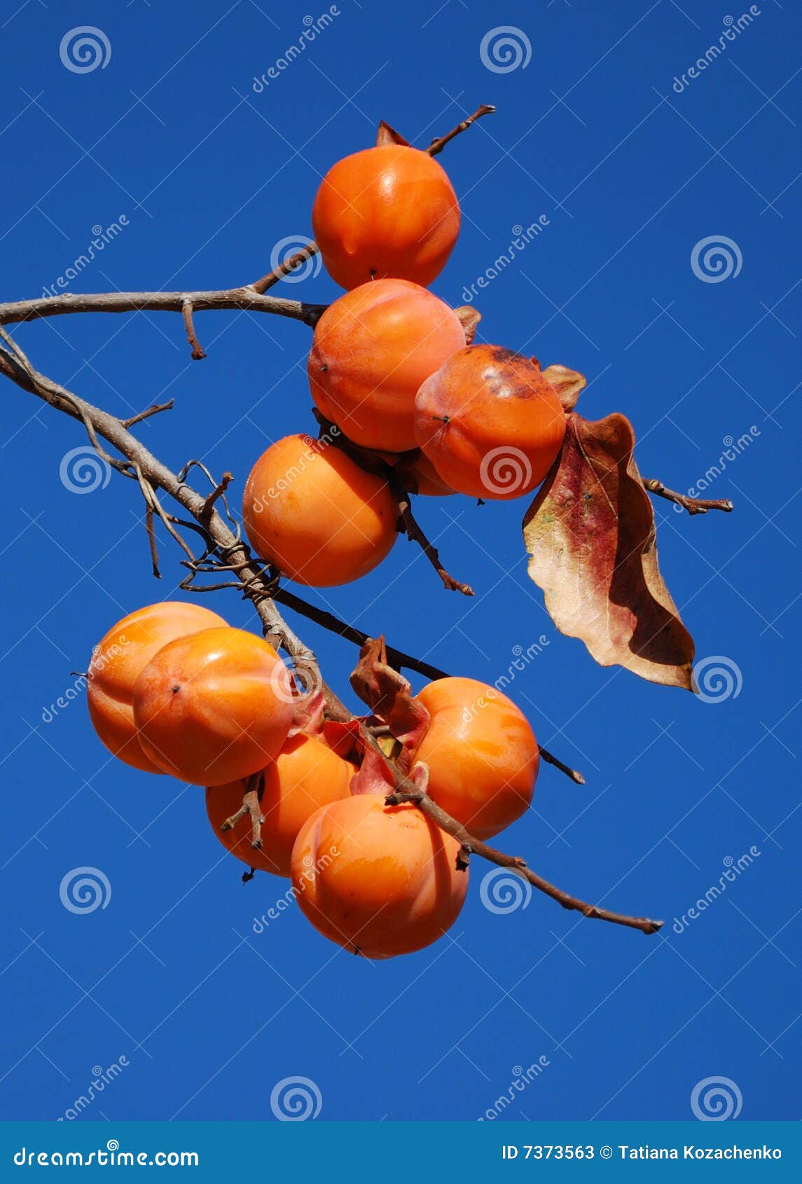 Persimmons stock image. Image of country, fruit, east - 7373563