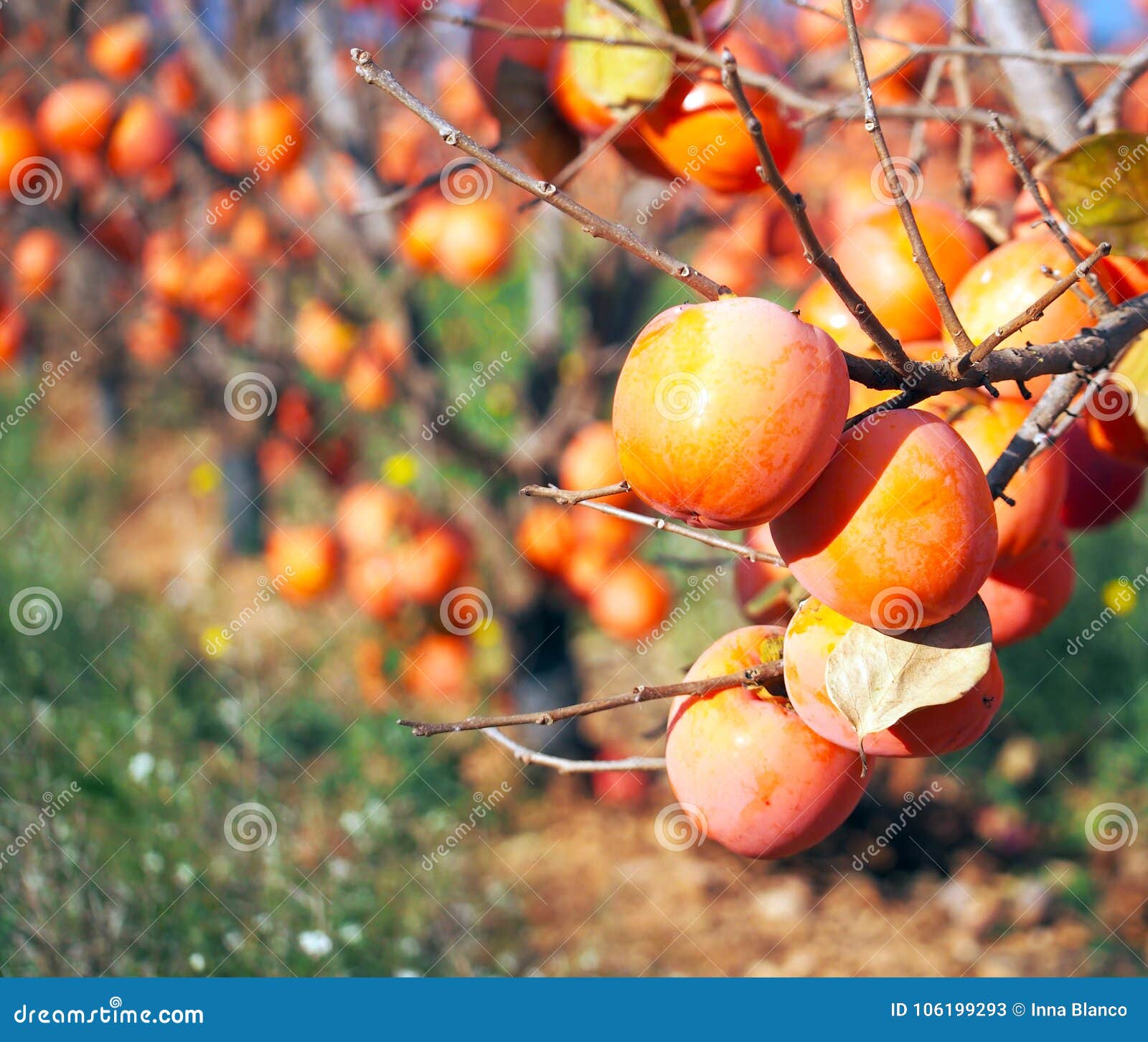 Persimmons at Fruit Garden, Valencia, Stock Image - Image of nutrition ...