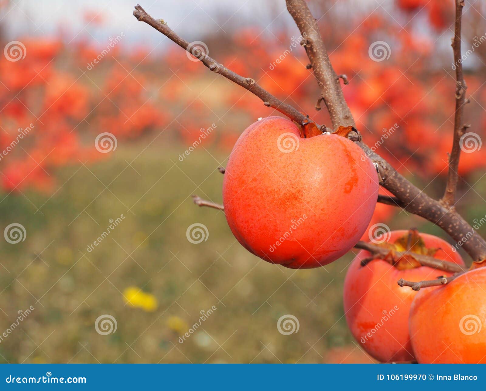 Persimmons at Fruit Garden, Valencia, Stock Photo - Image of edible ...