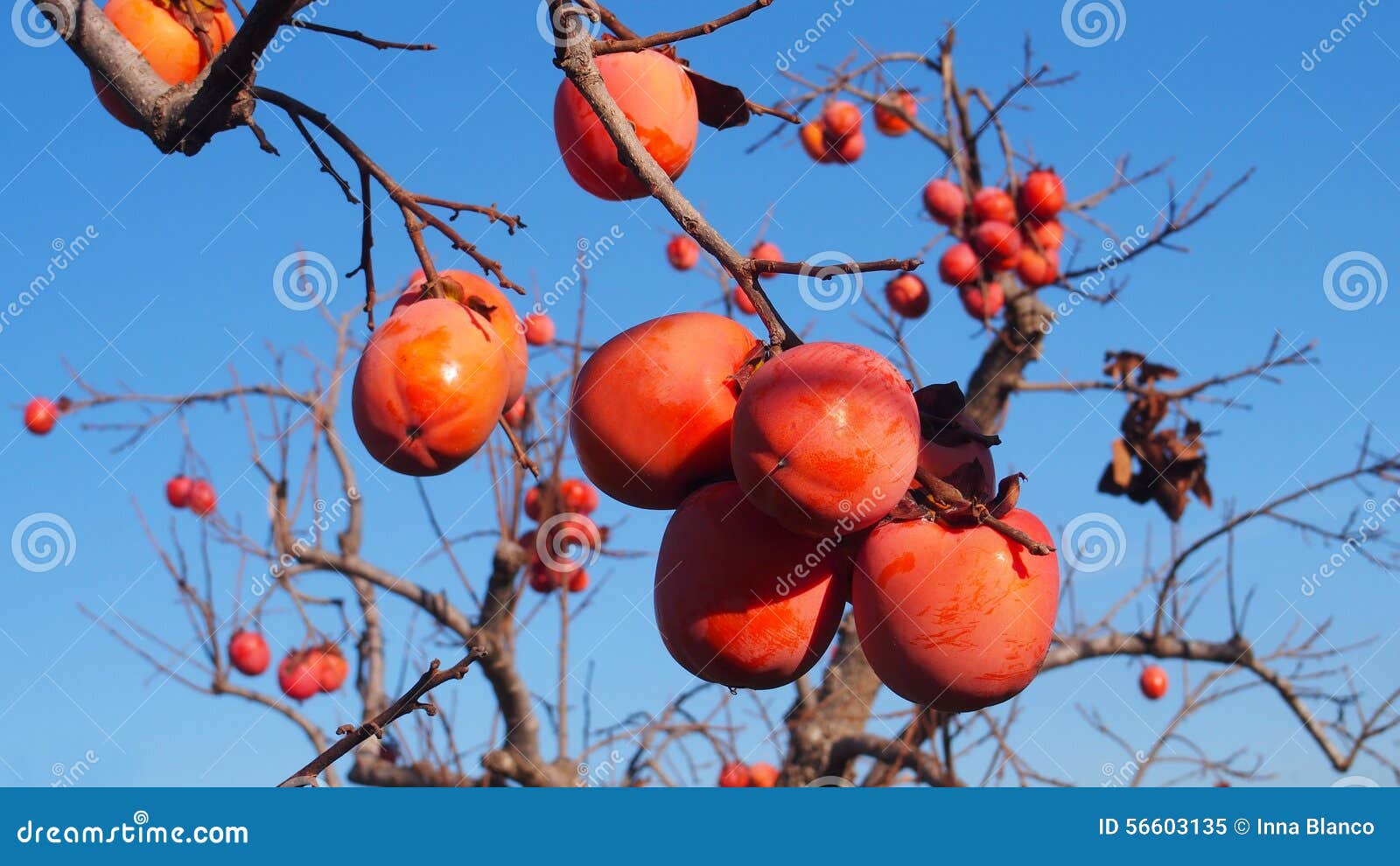 Persimmons at Fruit Garden, Valencia Stock Image - Image of nutritious ...