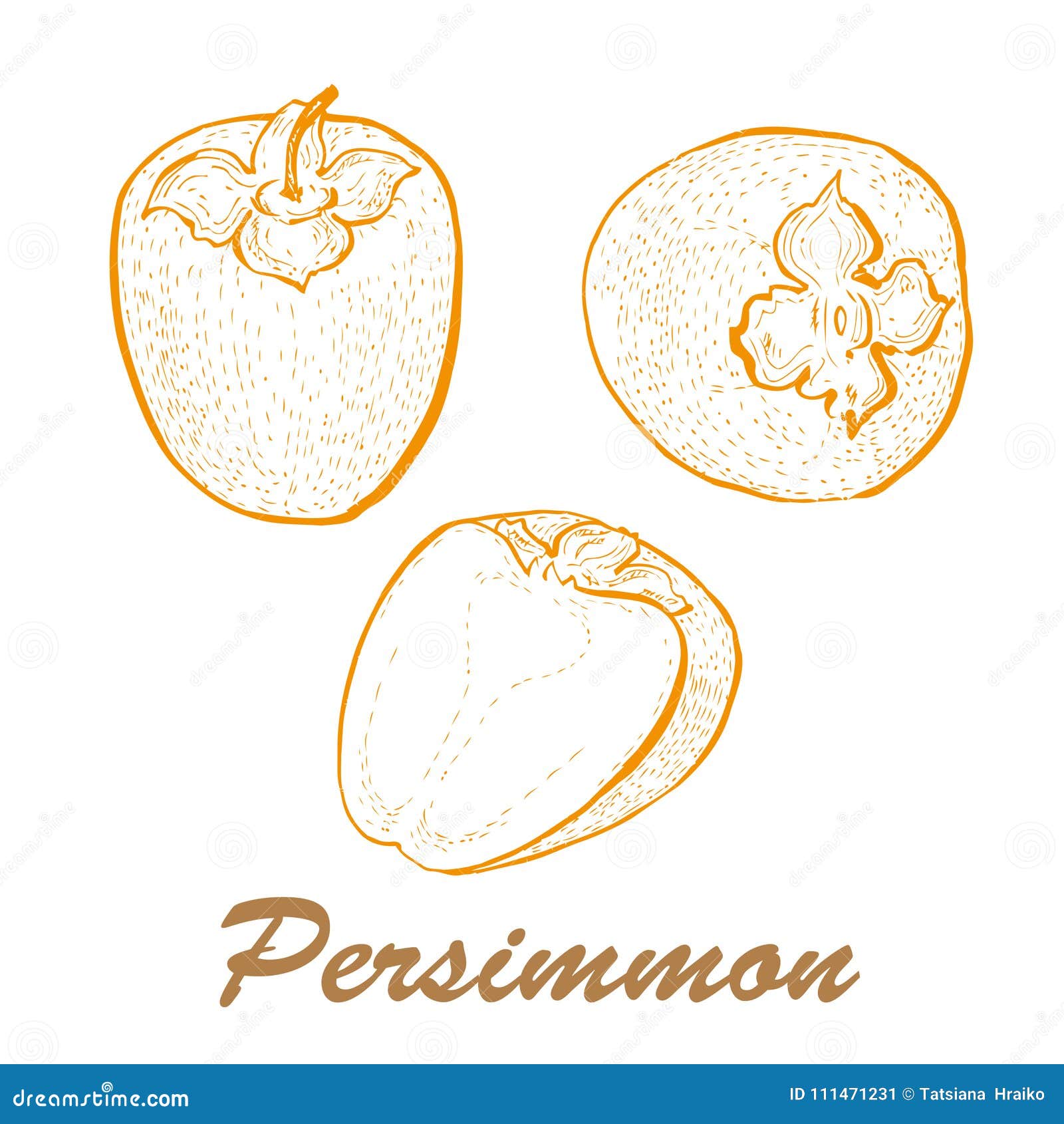 The Persimmons Hand Drawn. Hand Drawn Sketch Style Tropical Summer ...
