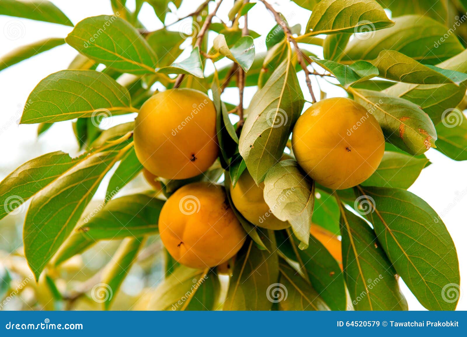 Persimmons or ripe fruit. stock image. Image of plantation - 64520579