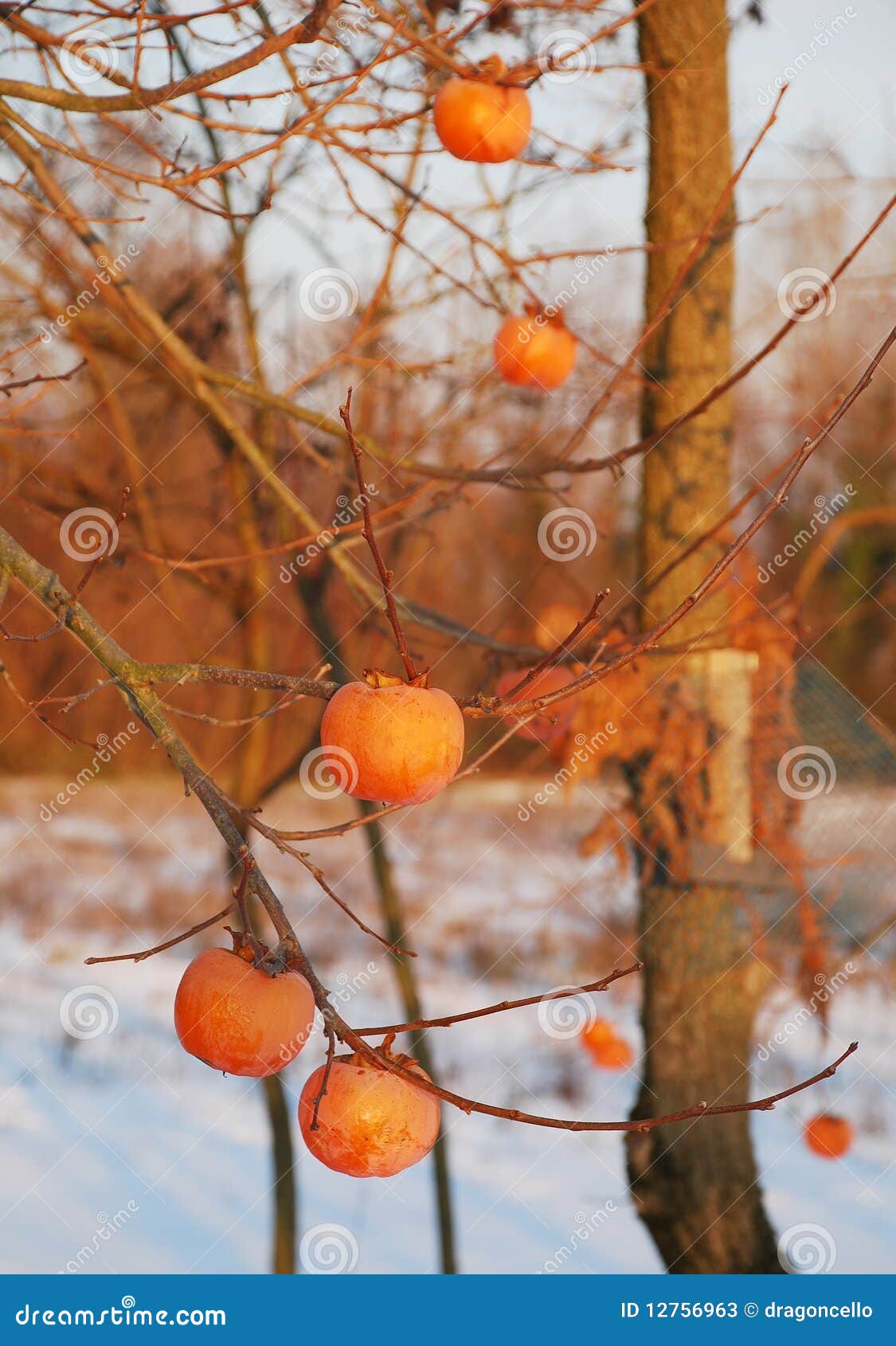 Persimmons in Snow stock image. Image of tree, grows - 12756963