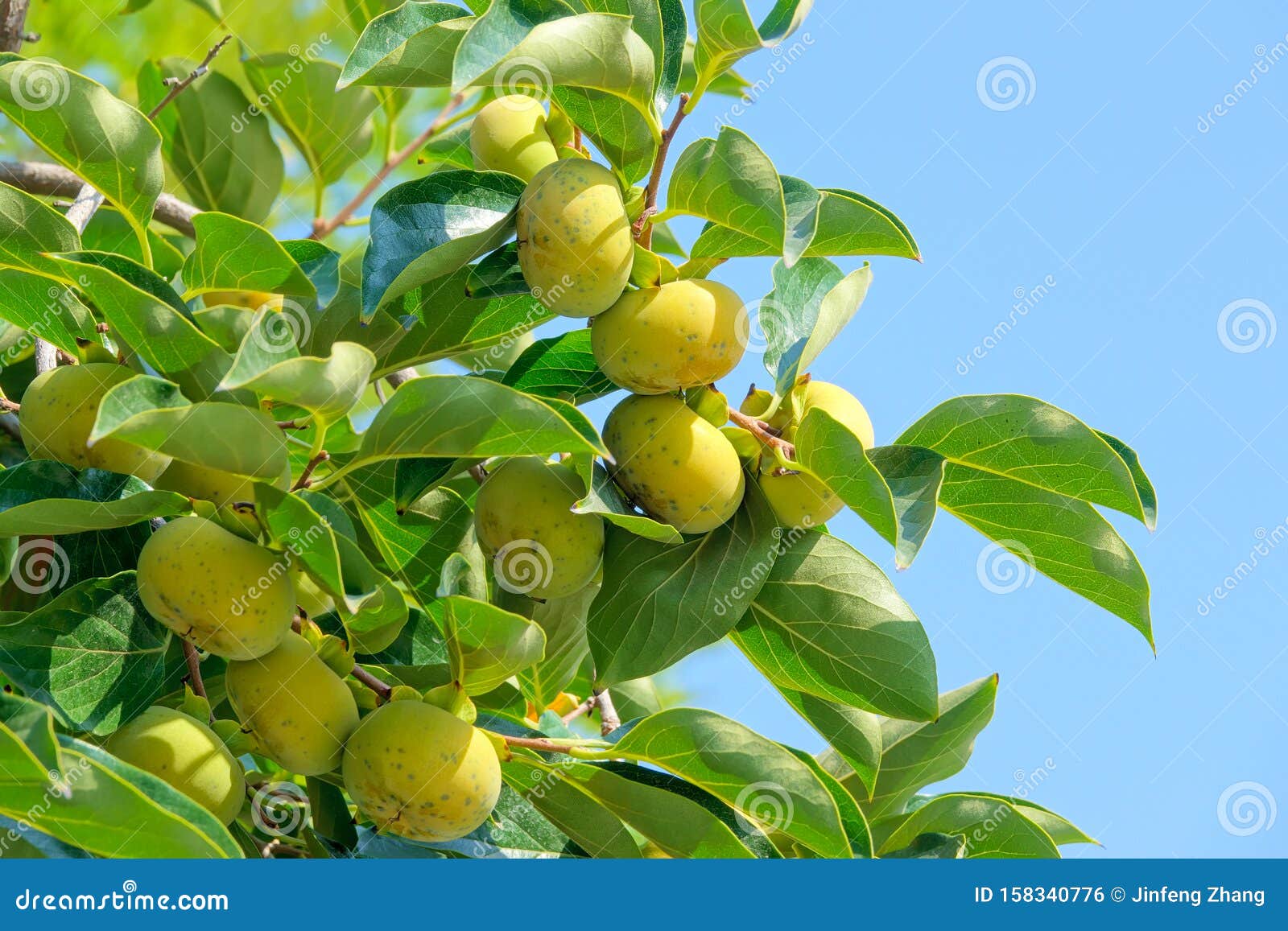 Persimmons stock photo. Image of leaf, branches, tree - 158340776