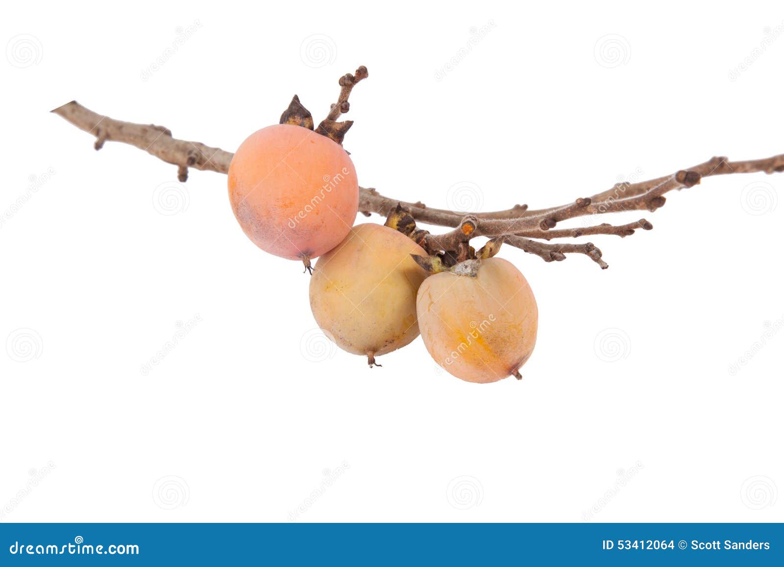 Persimmons stock photo. Image of nature, food, white - 53412064