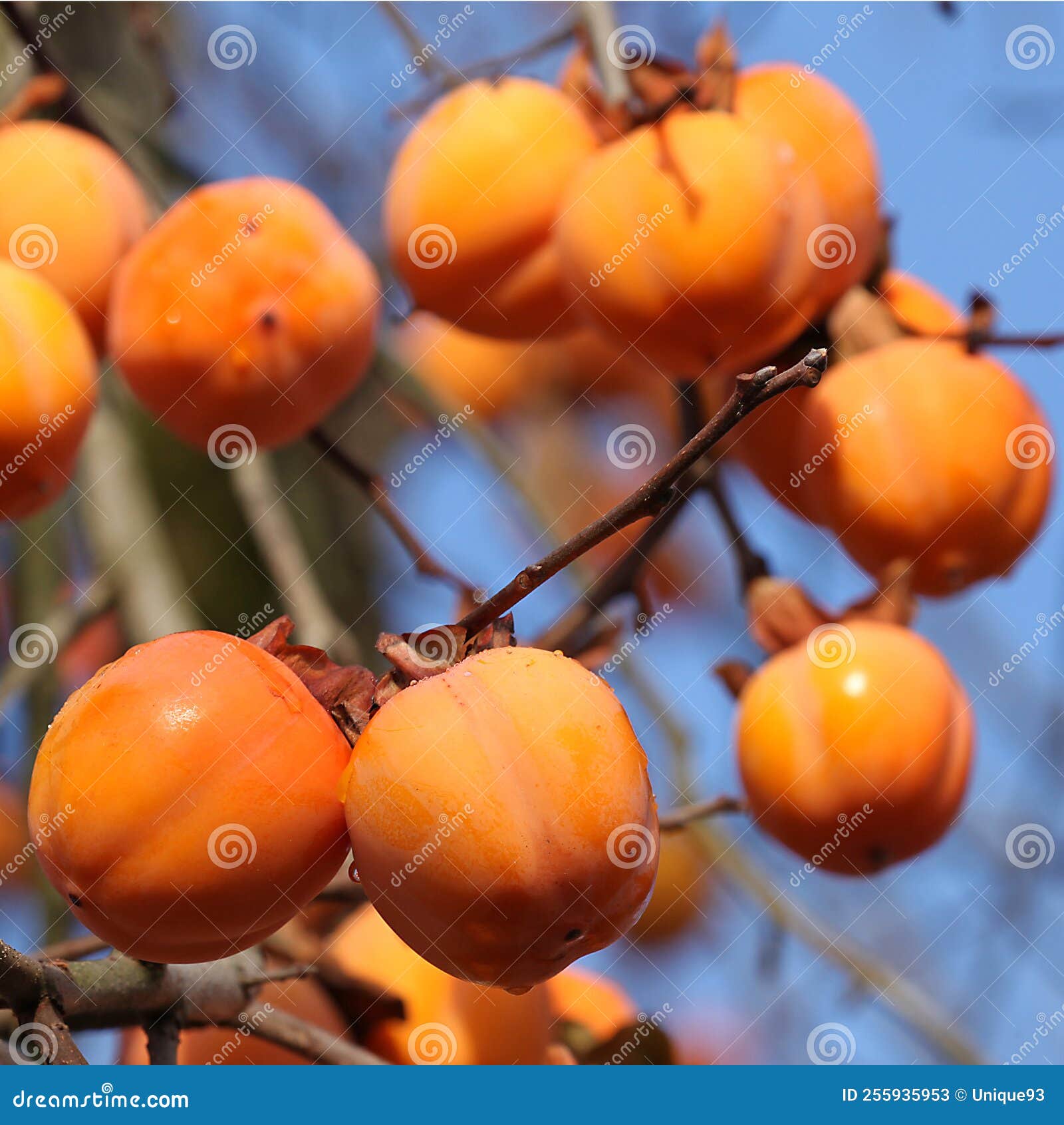 Persimmons in the tree stock image. Image of vegetable - 255935953