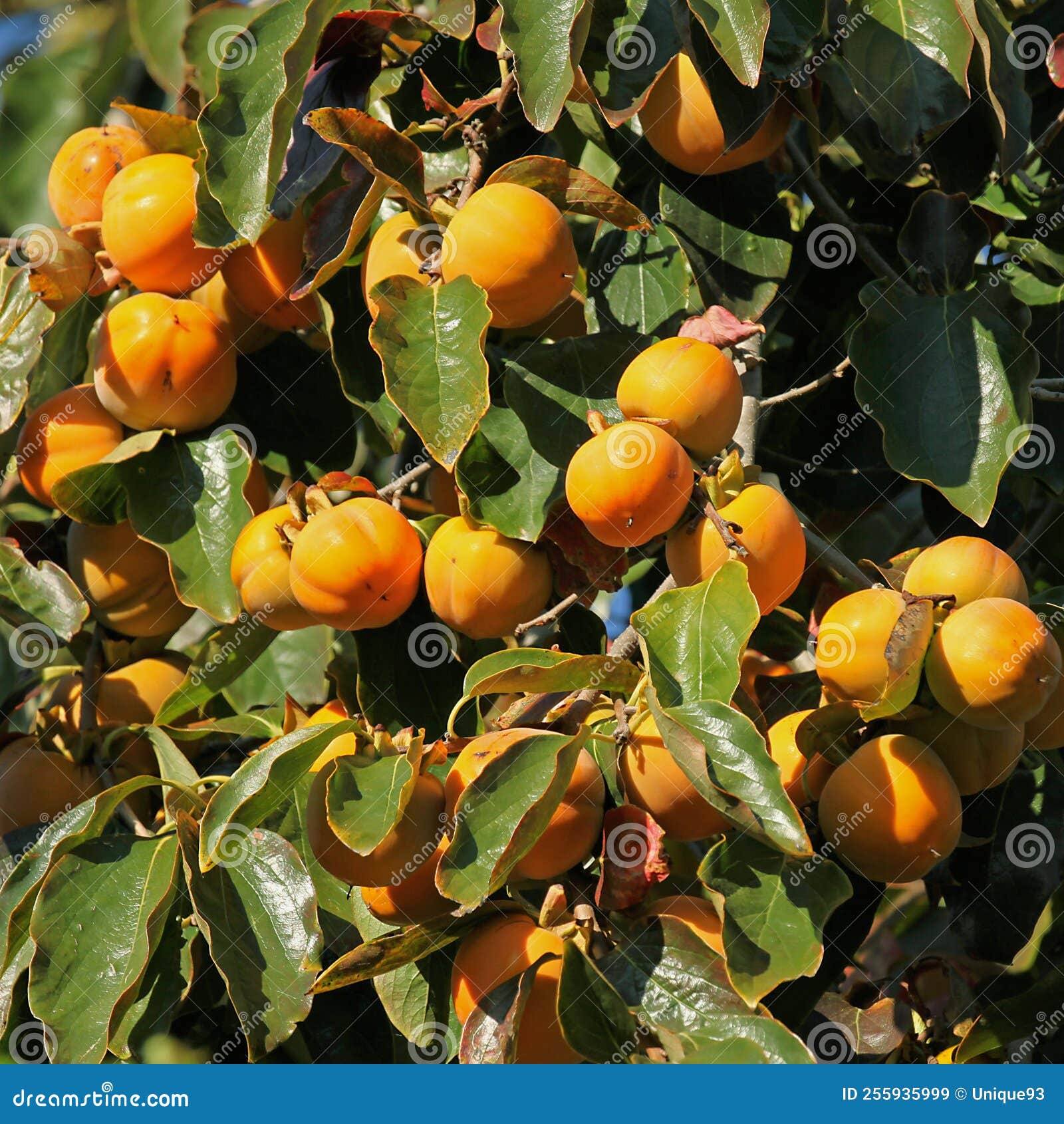 Persimmons in the tree stock image. Image of tree, nutrition - 255935999